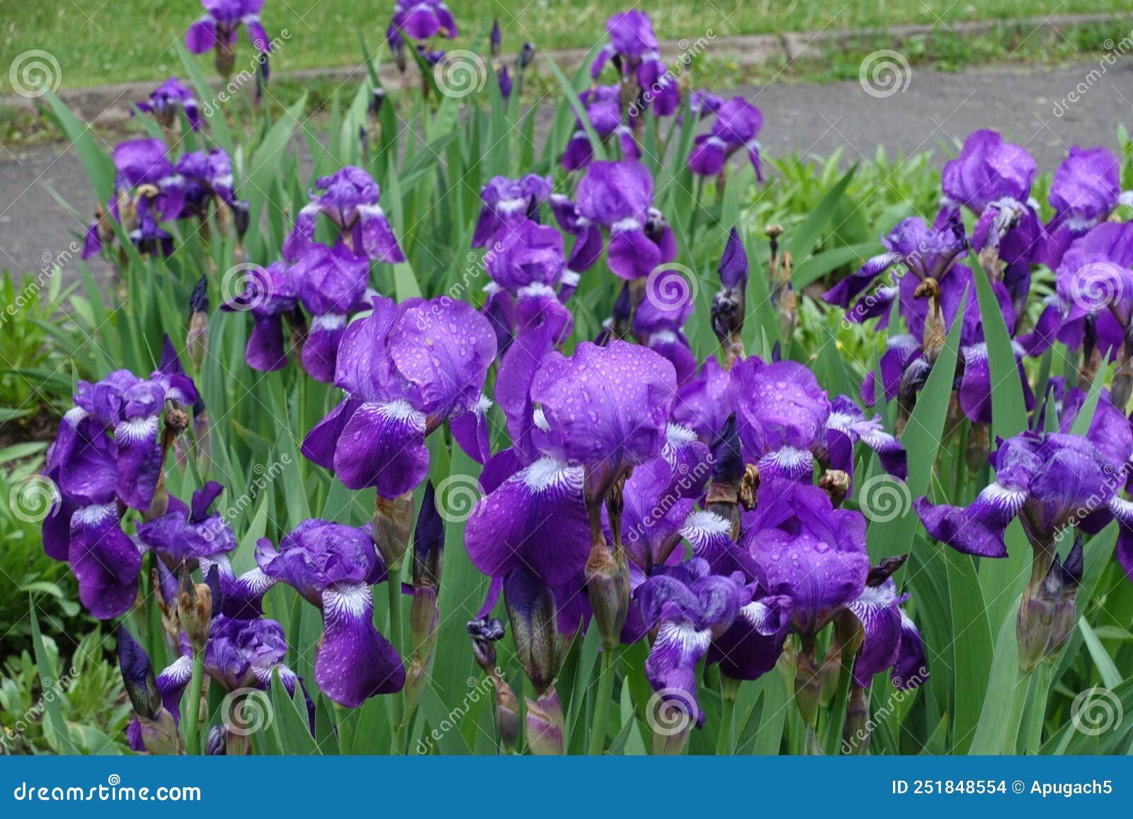Dew on Purple Flowers of Iris Germanica Stock Photo - Image of growth ...