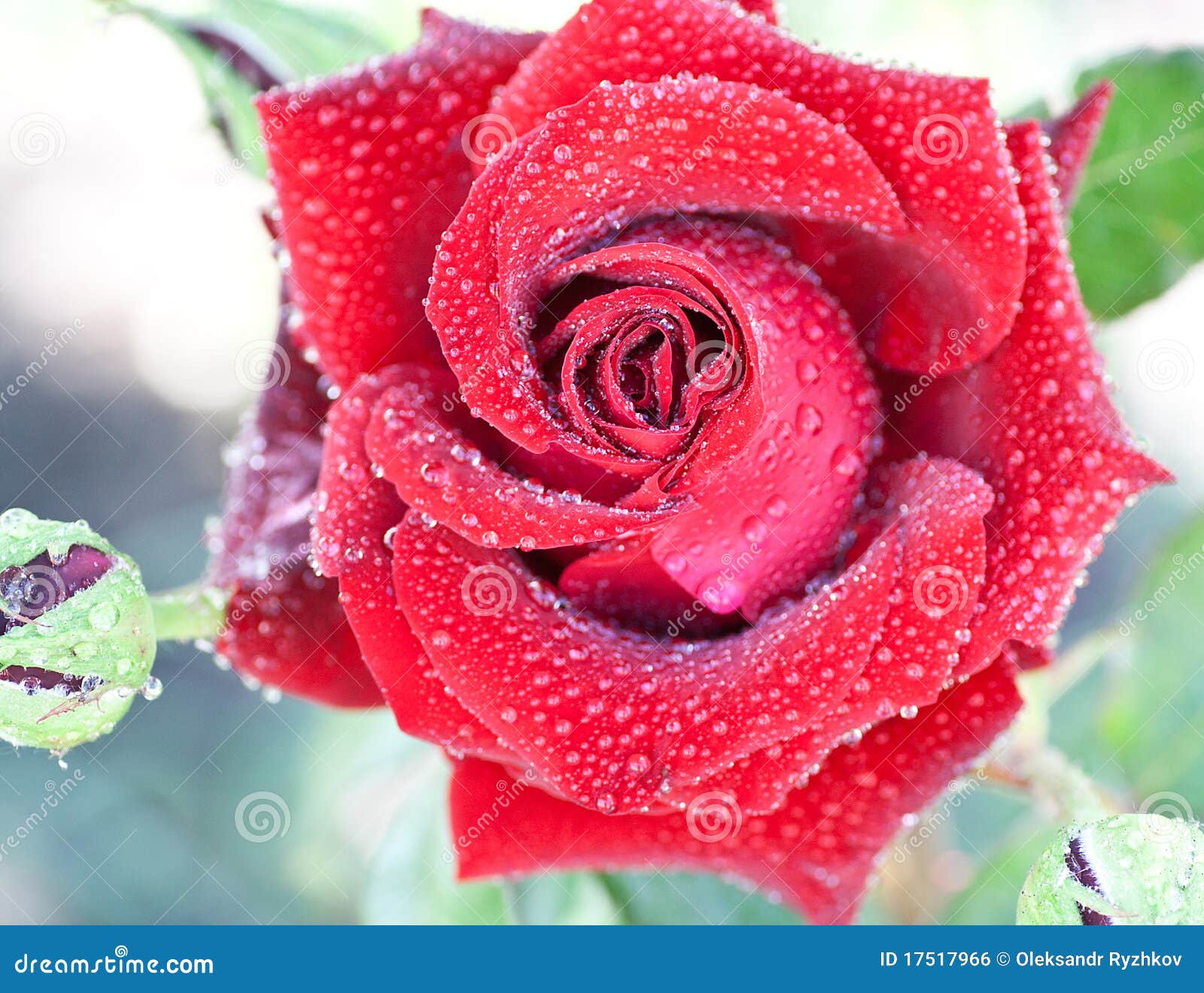 Dew on a red rose stock photo. Image of drop, horizontal - 17517966
