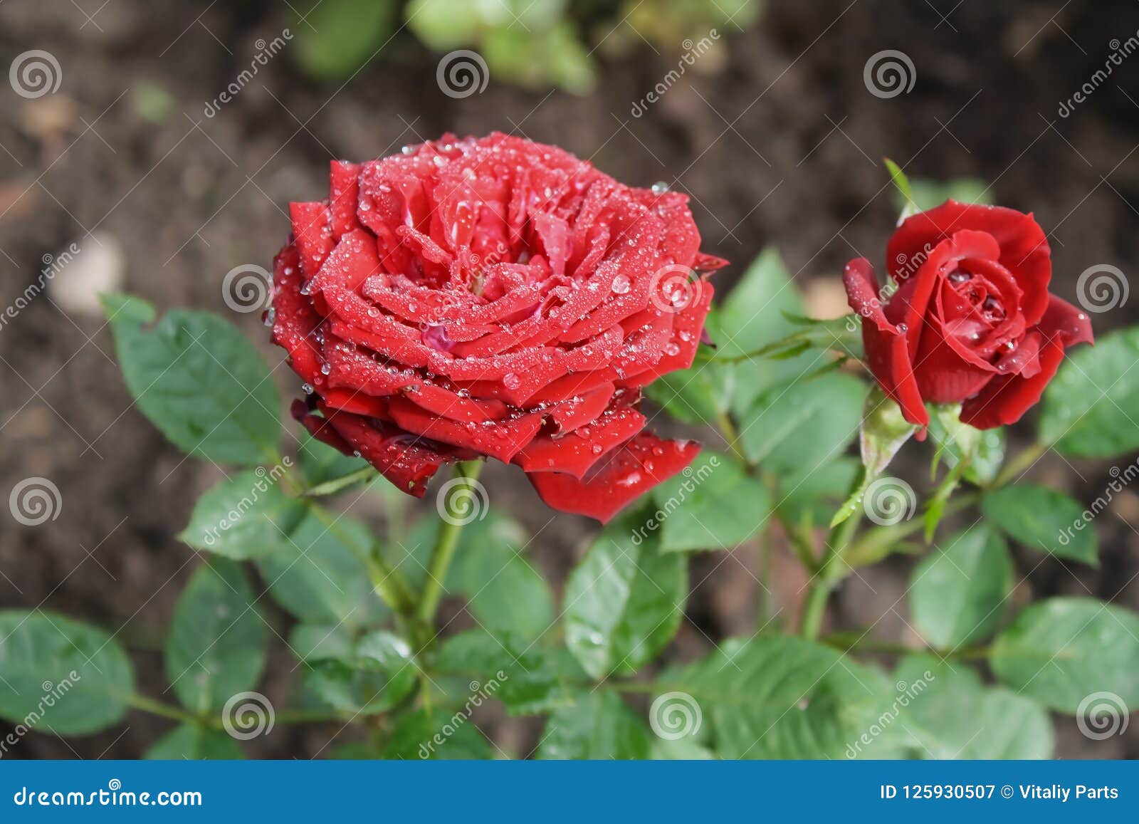 Dew on a red rose stock image. Image of garden, fresh - 125930507