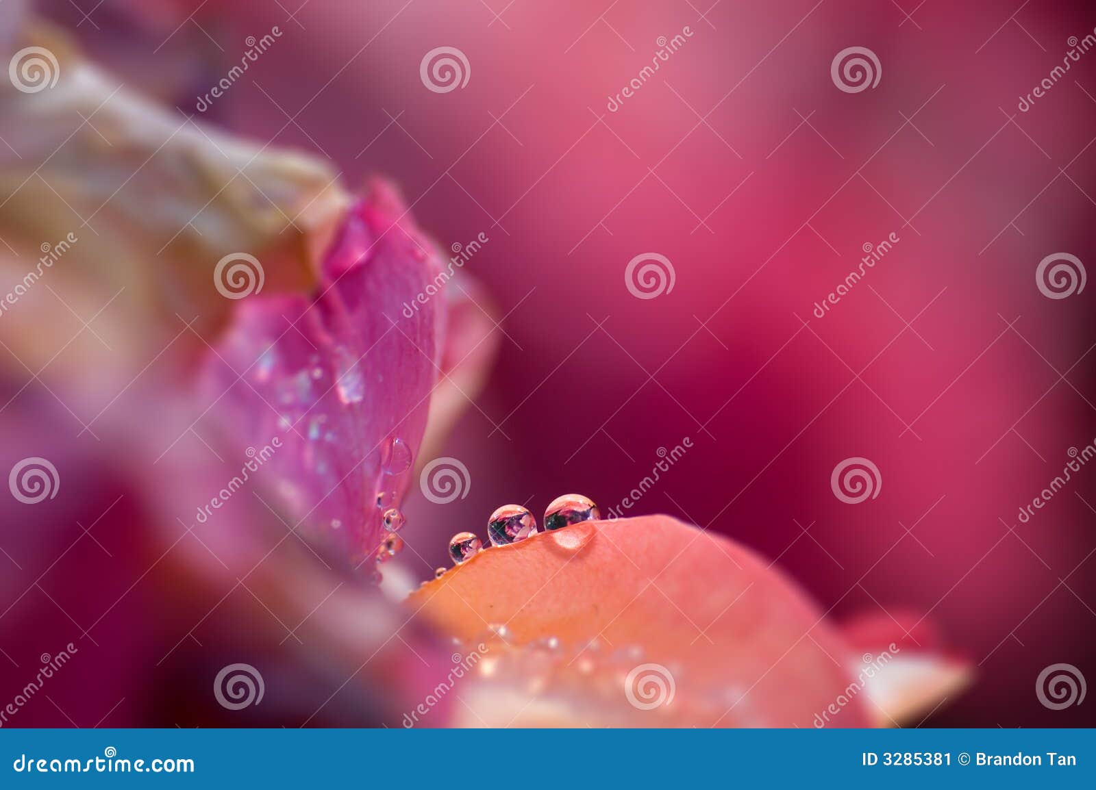 Dew on a rose stock image. Image of pure, blur, sharp - 3285381