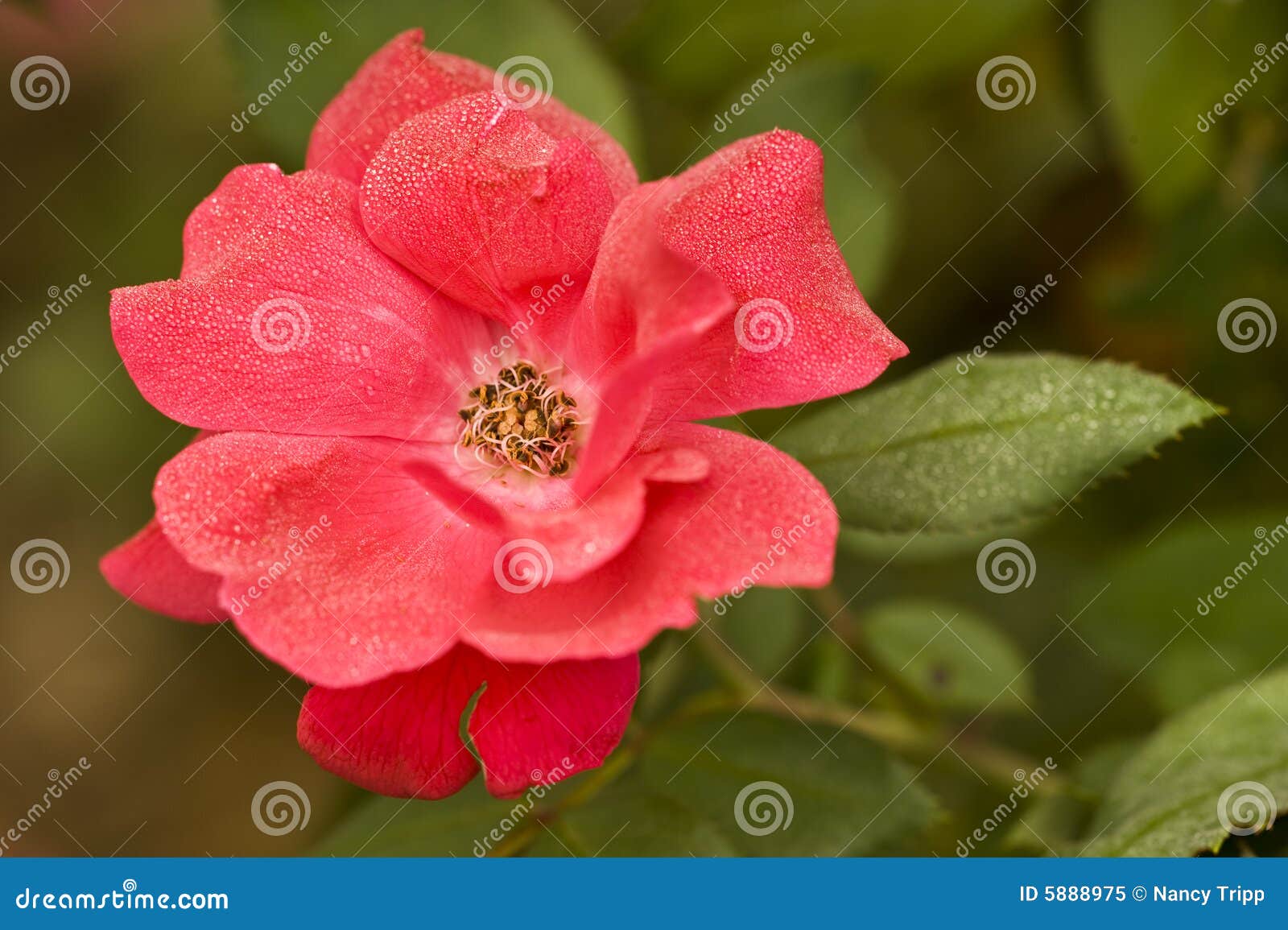 Dew on a Rose stock image. Image of closeup, drops, flora - 5888975