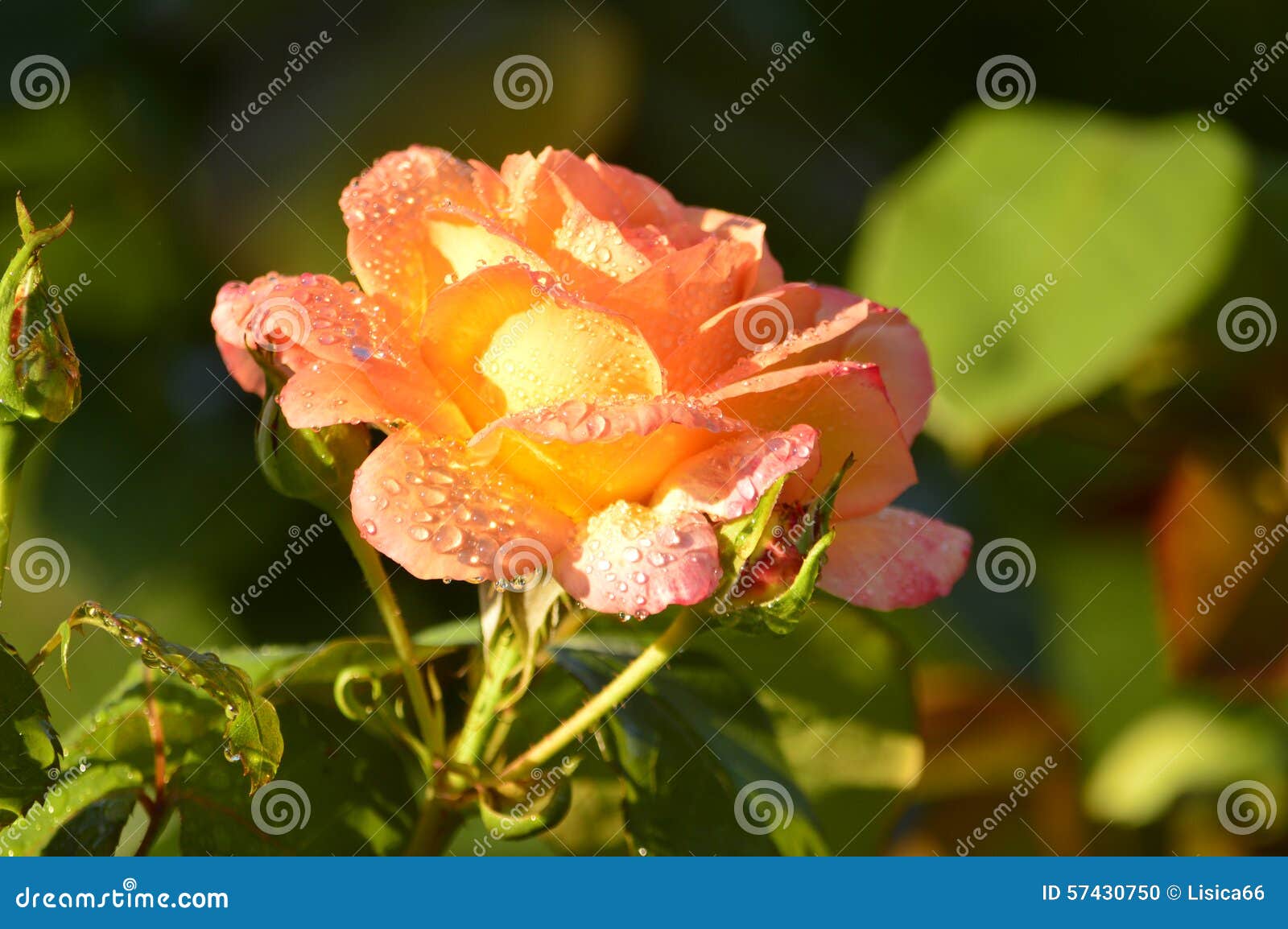 Dew on the rose stock photo. Image of drops, clear, blossom - 57430750