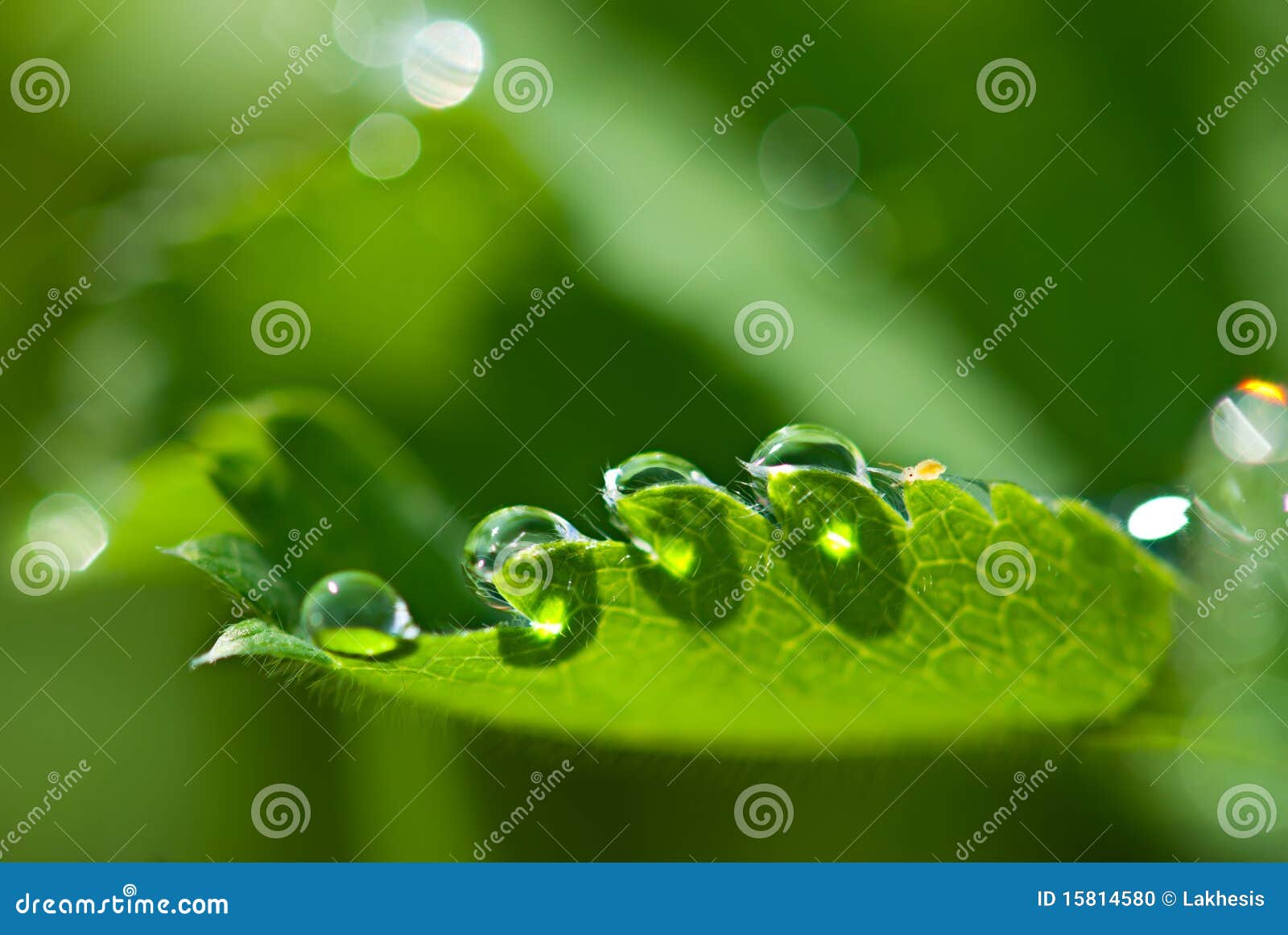 Dew and Small Unknown Creature Stock Photo - Image of backgrounds ...