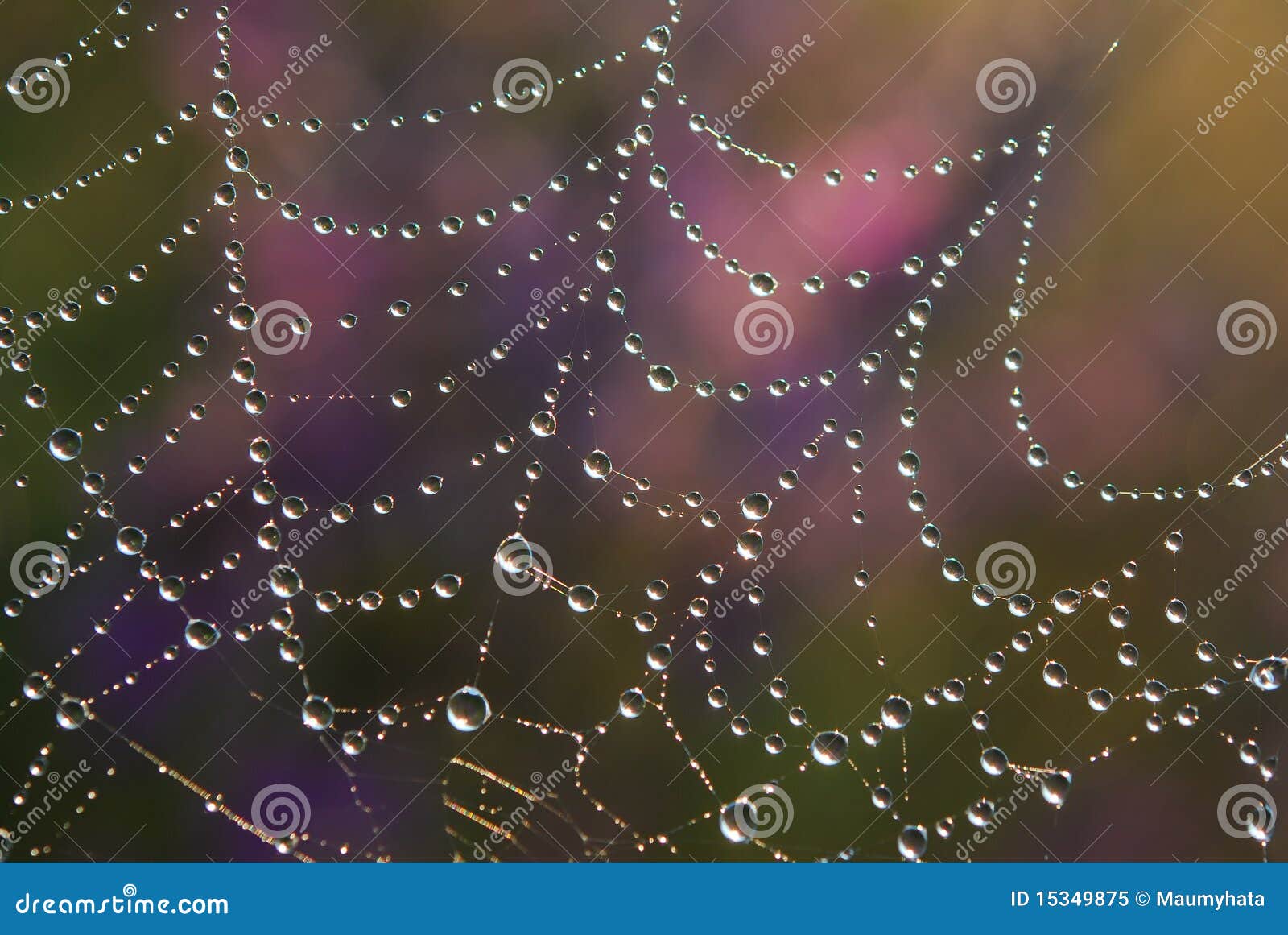 Dew on spider web stock image. Image of silky, droplets - 15349875