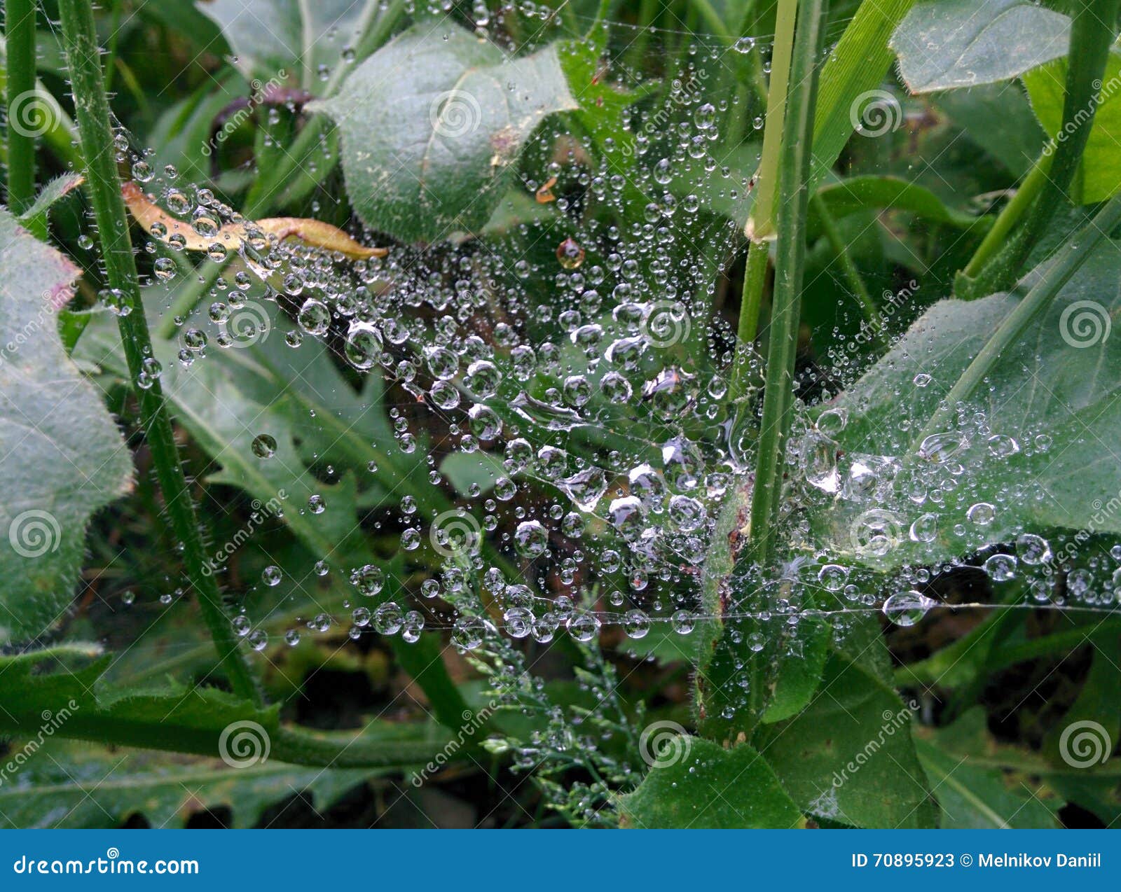 Dew on spider web stock image. Image of light, green - 70895923