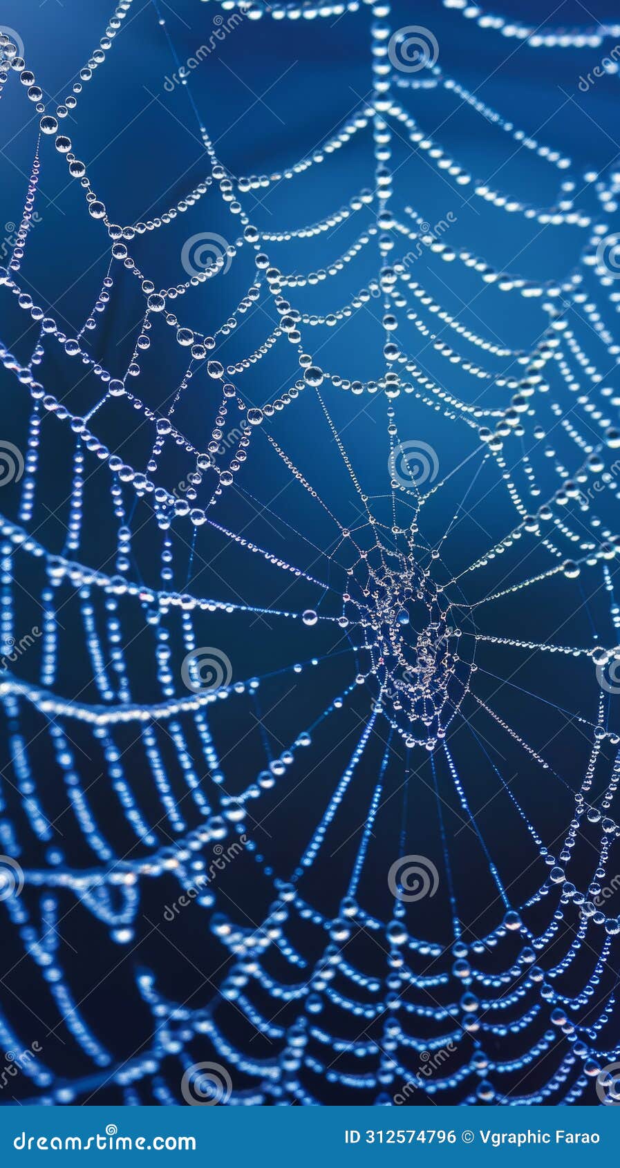 Dew on Spider Web with Blue Background Stock Photo - Image of fragile ...