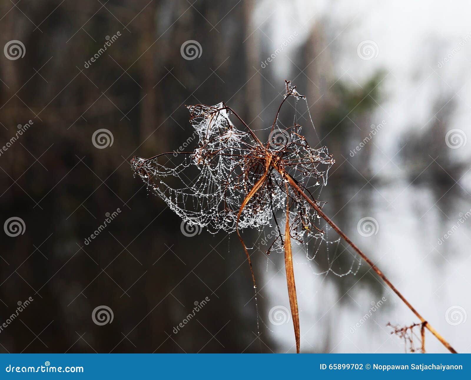 Dew Spider Web stock photo. Image of nature, spider, national - 65899702