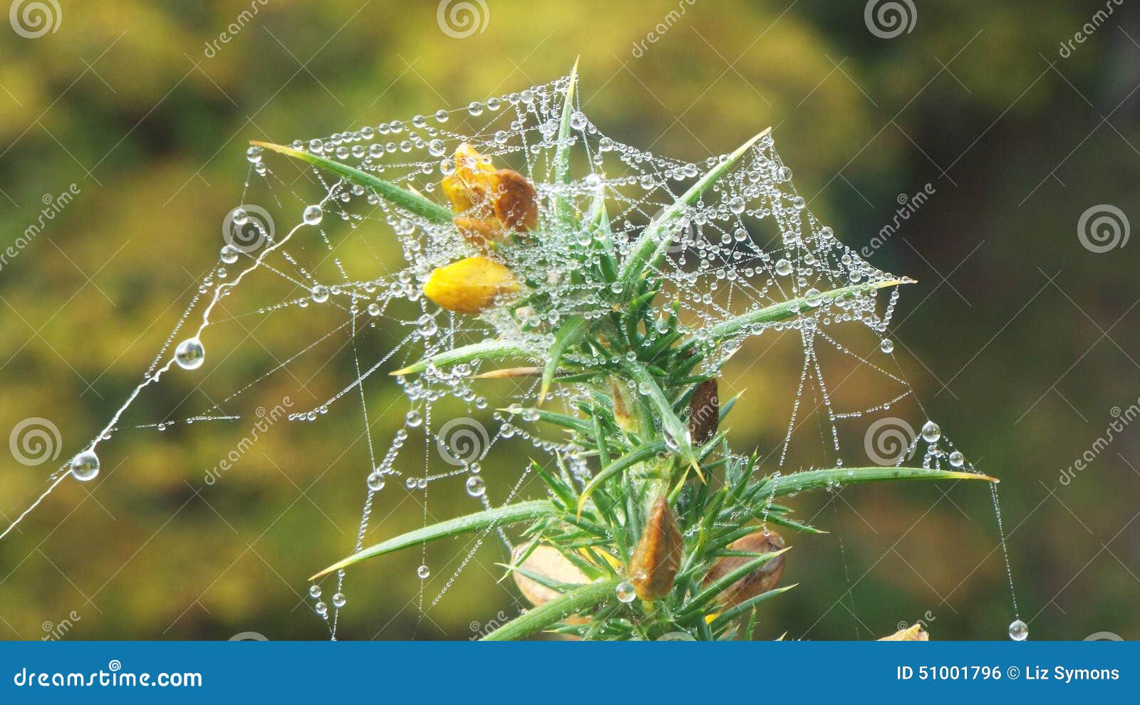 Dew on spiders web stock photo. Image of webs, spiders - 51001796