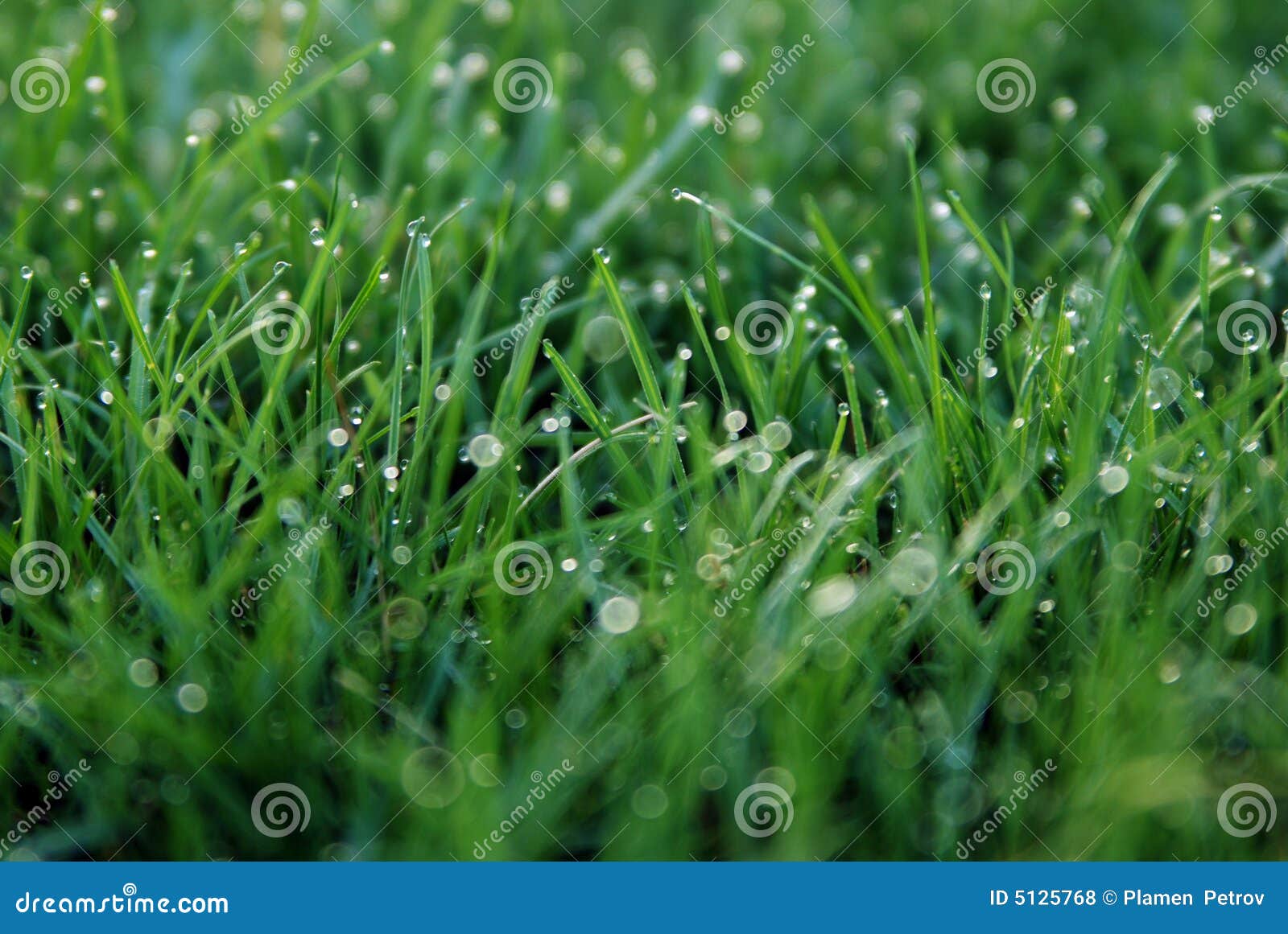 The Dew .Spring Grass stock photo. Image of abstract, morning - 5125768