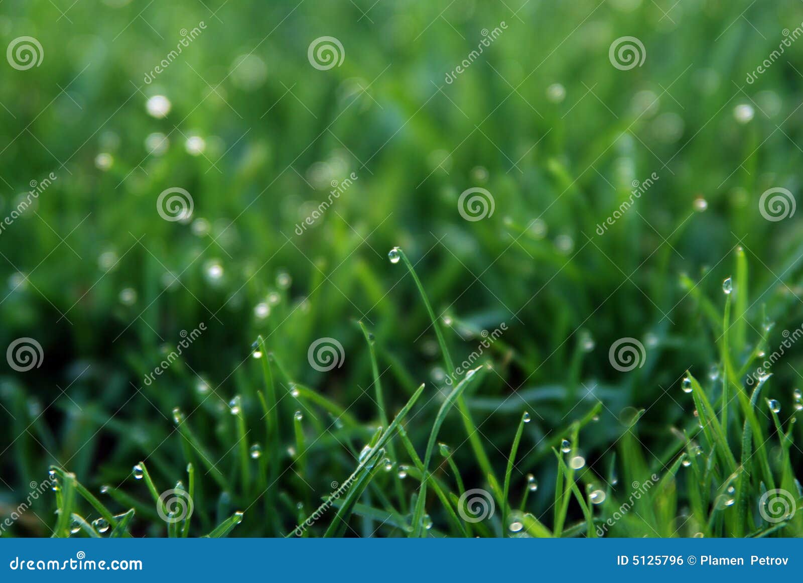 The Dew .Spring Grass stock photo. Image of foreground - 5125796