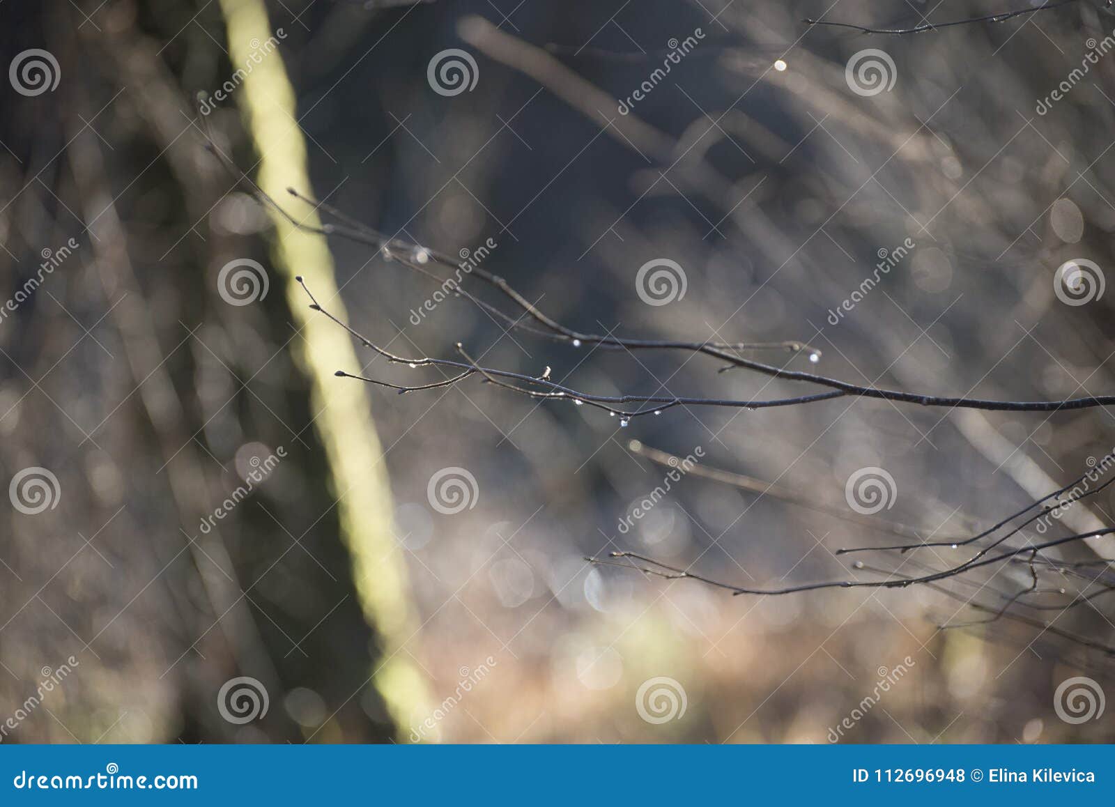 Dew on the tree branches stock photo. Image of tree - 112696948