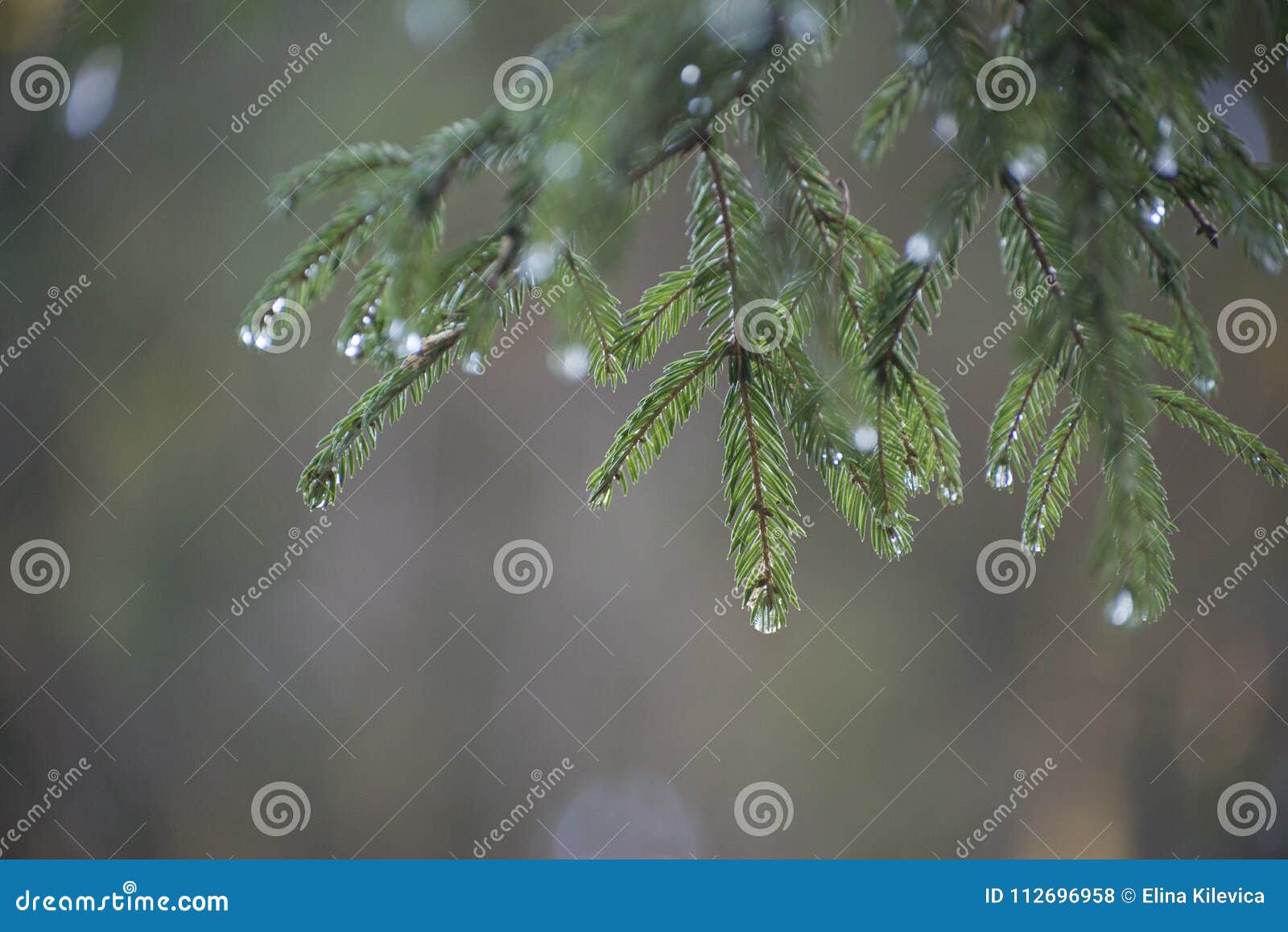 Dew on the tree branches stock photo. Image of front - 112696958
