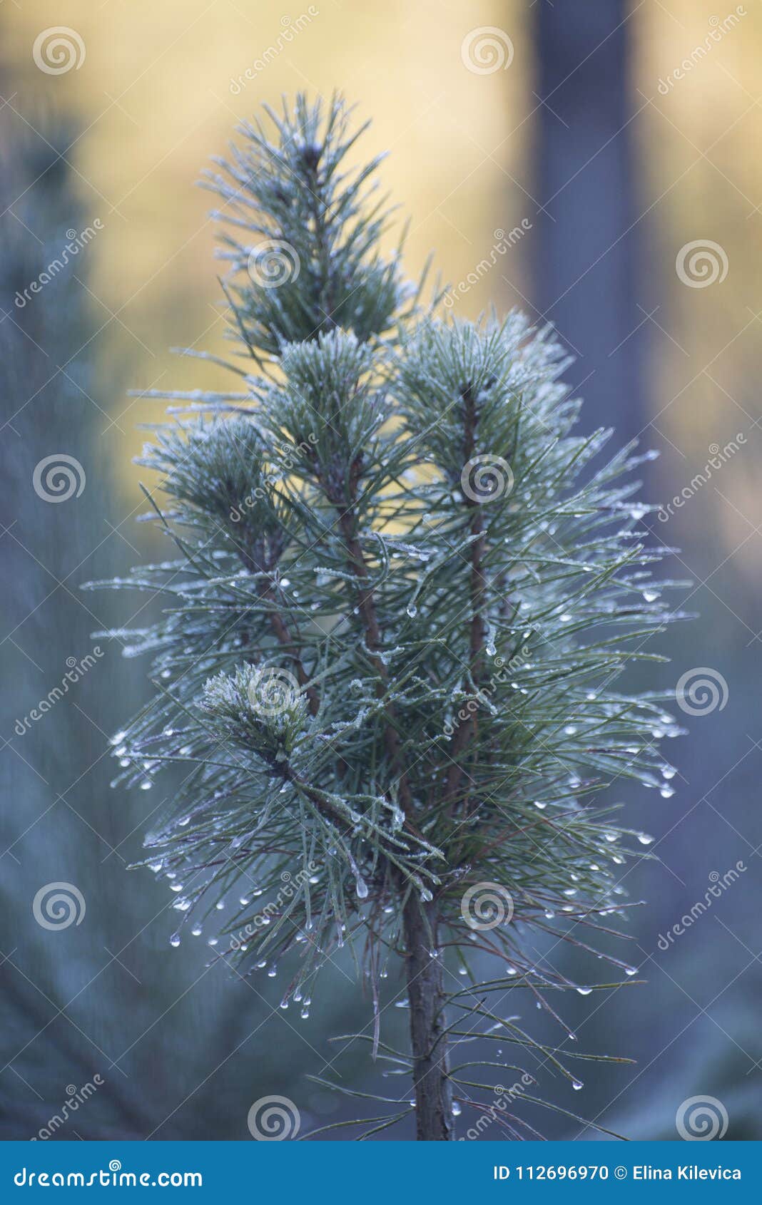 Dew on the tree branches stock photo. Image of surface - 112696970