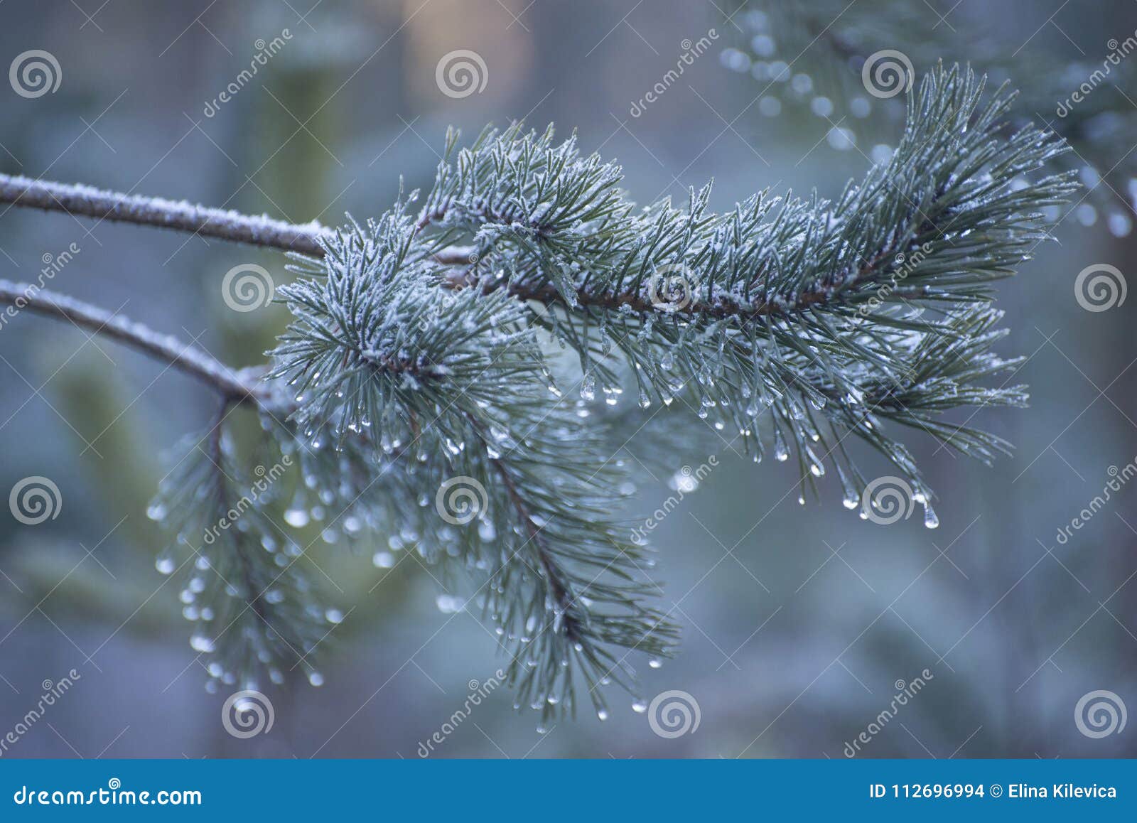 Dew on the tree branches stock photo. Image of needles - 112696994