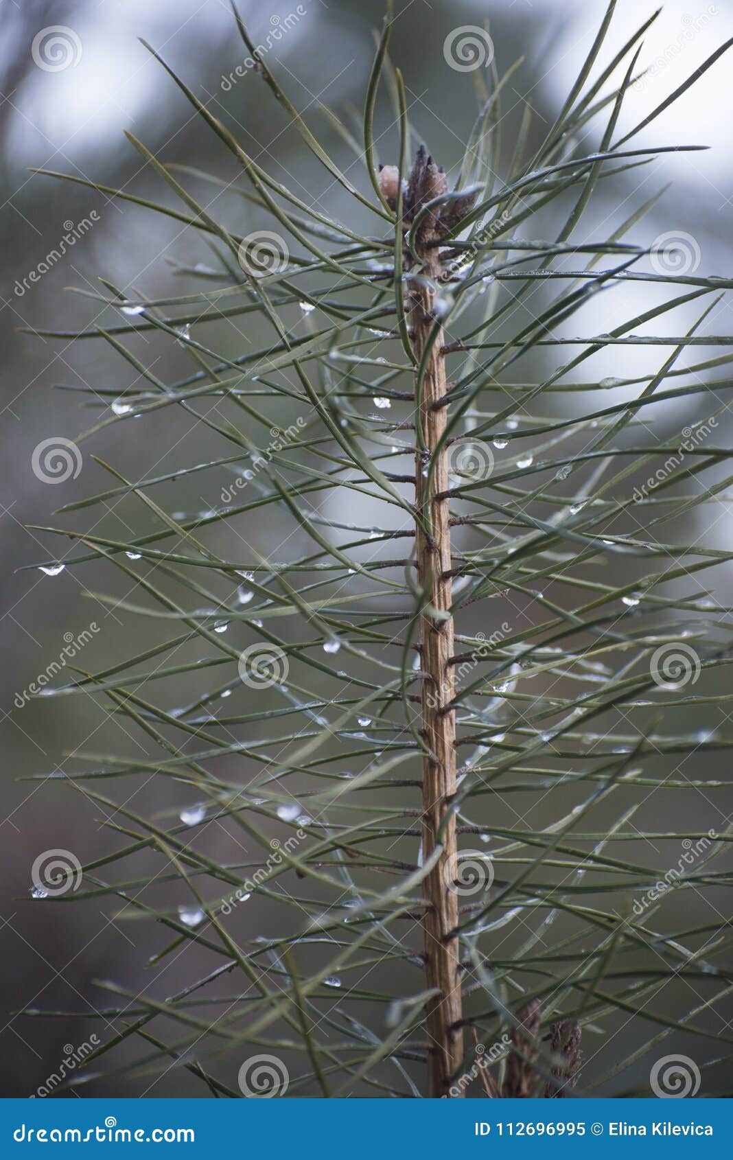 Dew on the tree branches stock image. Image of calm - 112696995