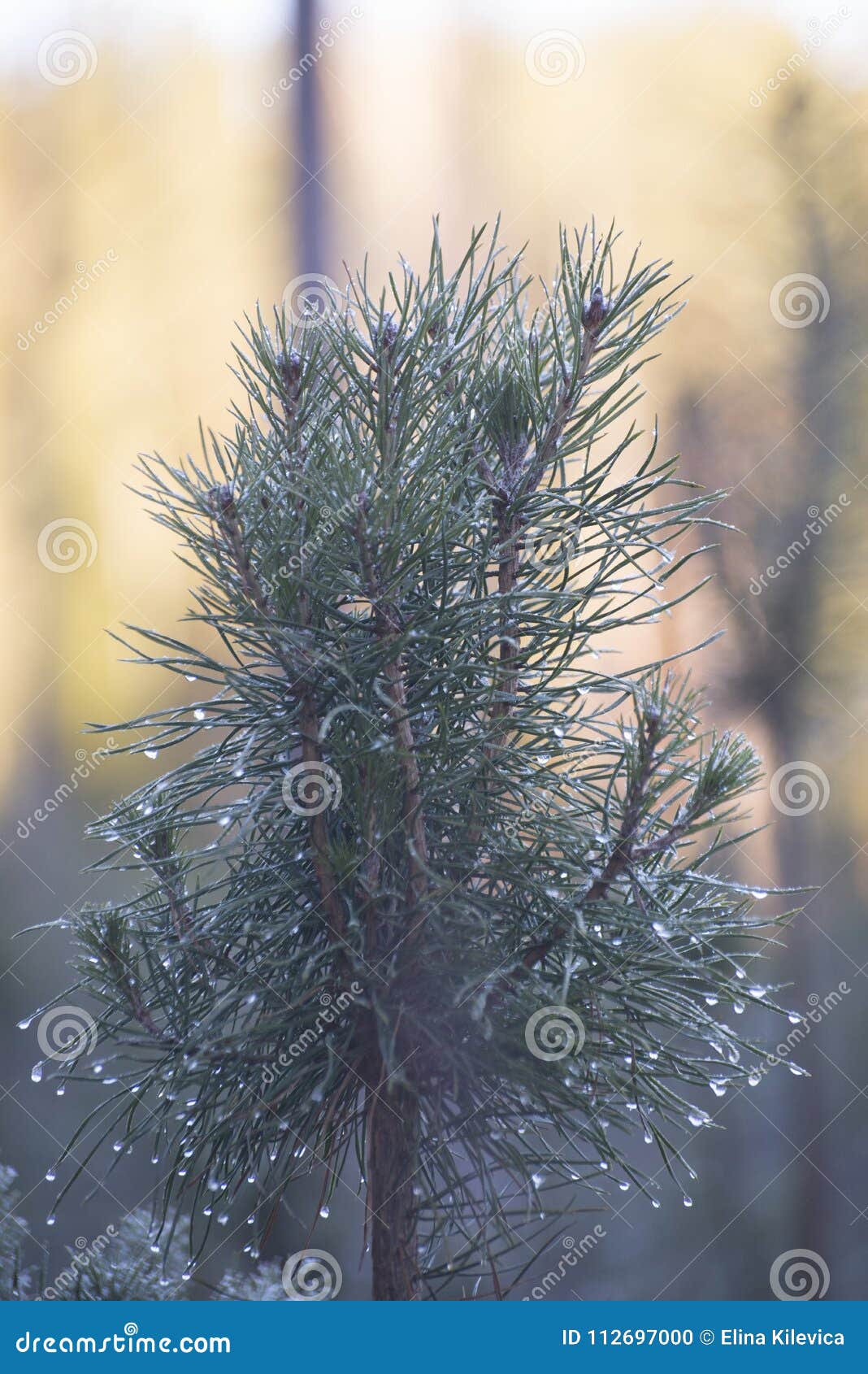 Dew on the tree branches stock photo. Image of branch - 112697000