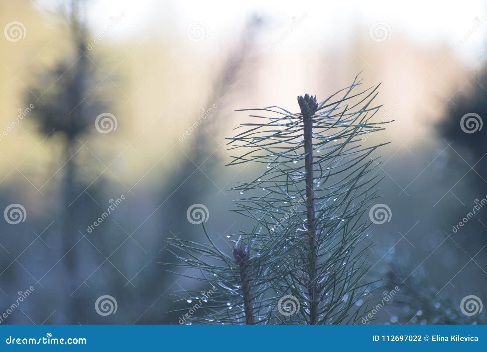 Dew on the tree branches stock photo. Image of water - 112697022