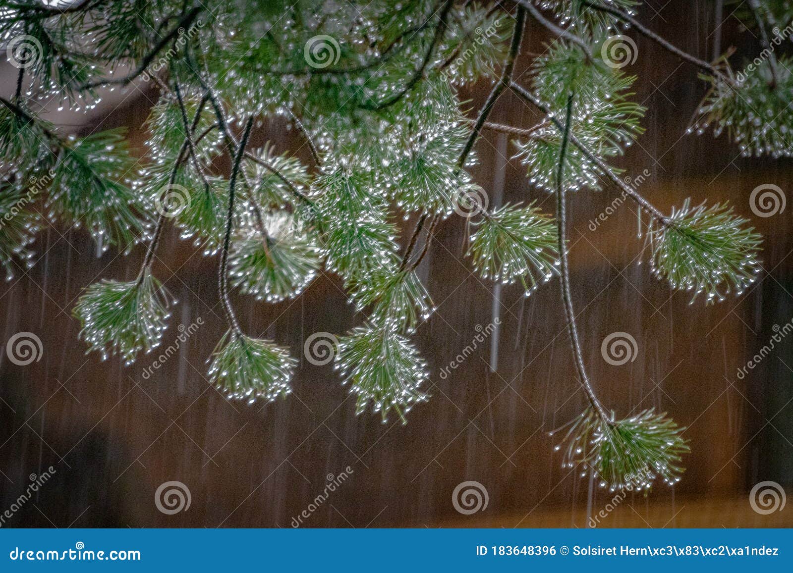 Dew on the Trees in Grindelwald Stock Photo - Image of pinos, tree ...