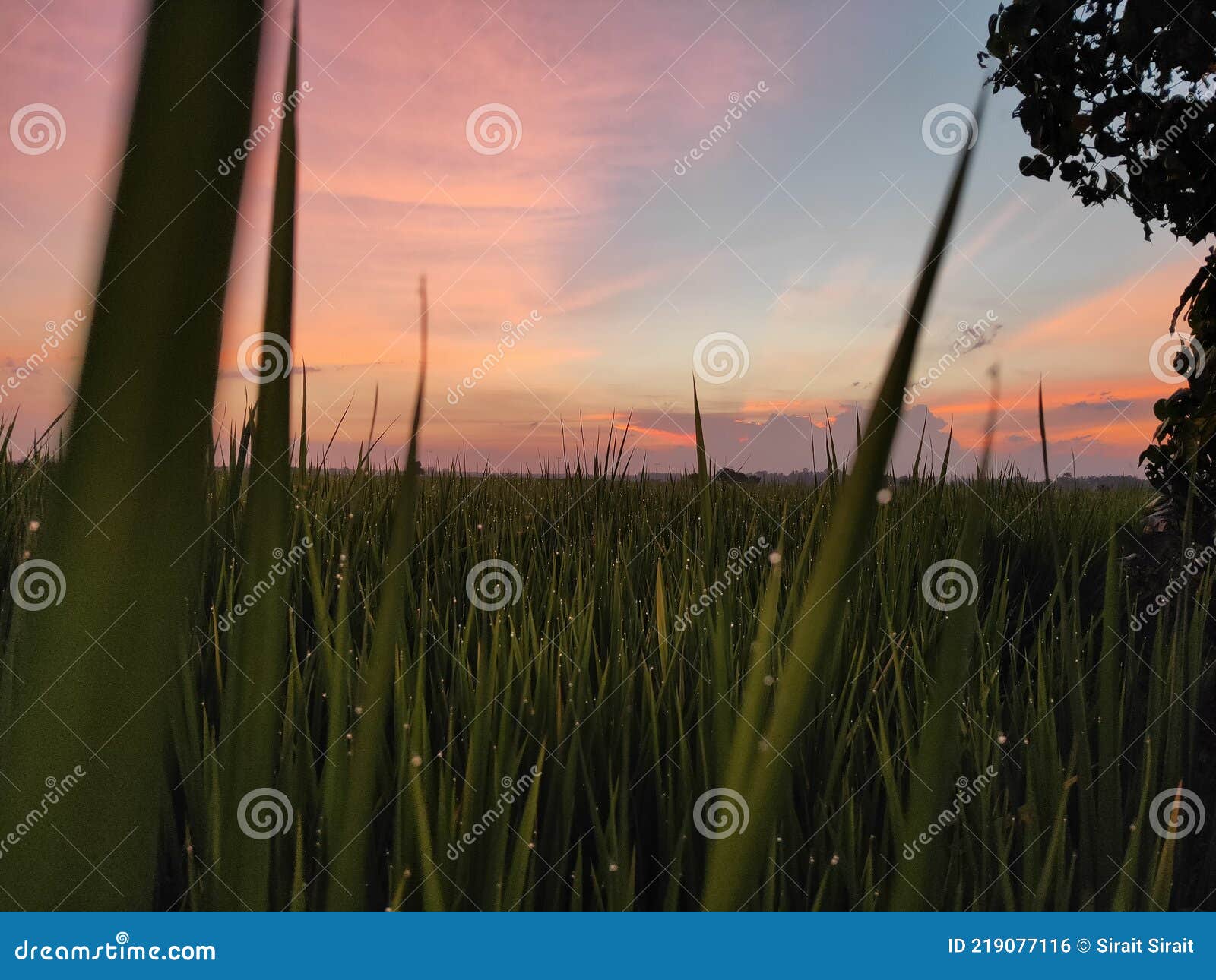 Dew under the sunset stock photo. Image of nature, leaf - 219077116