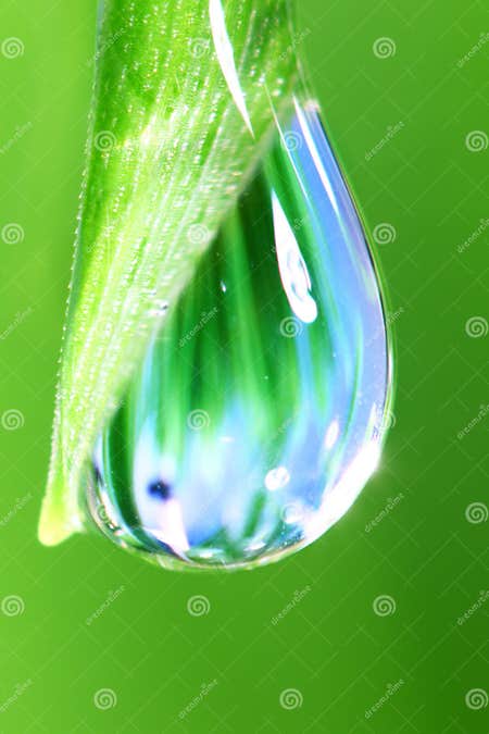 Dew water drop stock photo. Image of close, selective - 8442440