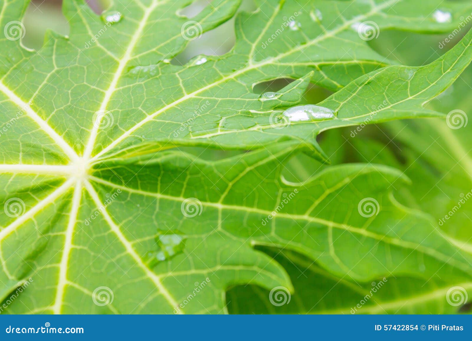 Dew or Water Drop on Papaya Leaf Stock Photo - Image of tree, extract ...
