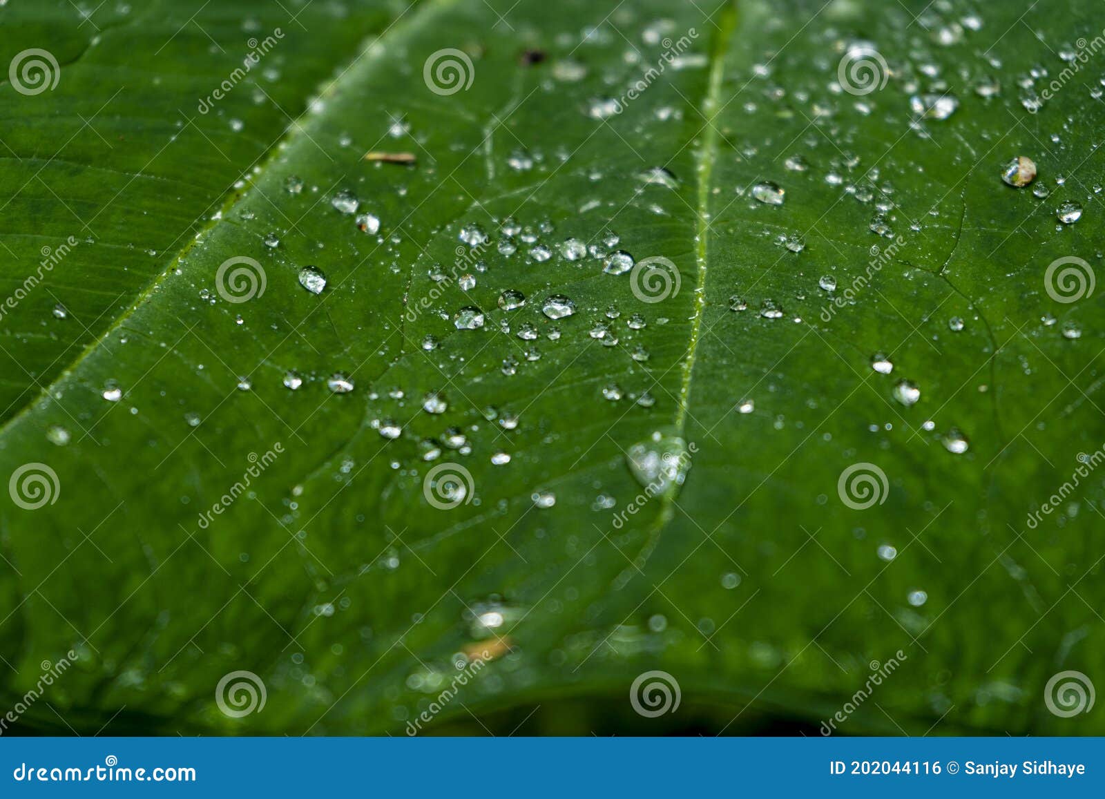 Waterdrops on leaves stock photo. Image of droplets - 202044116