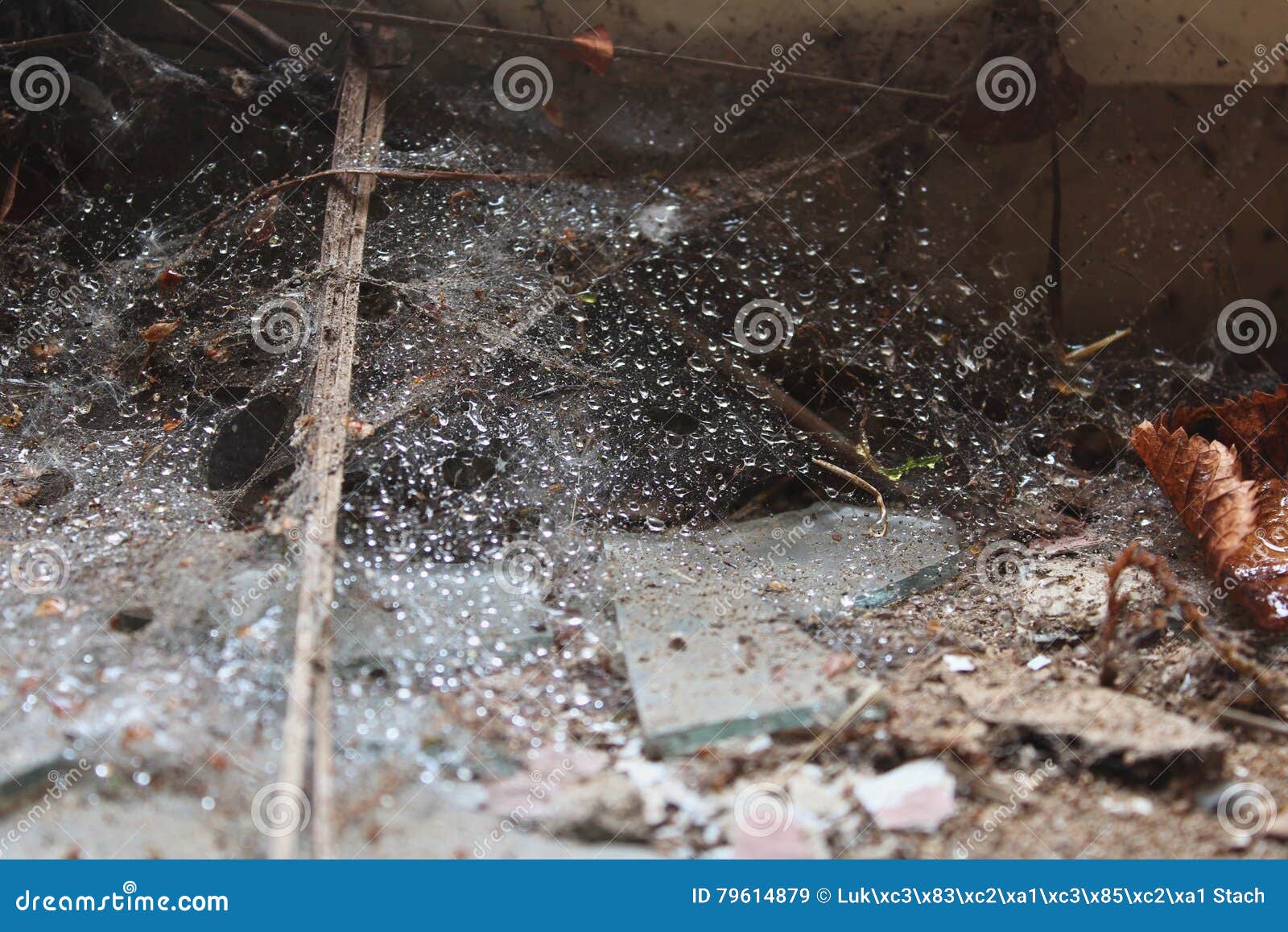 Dew in web stock image. Image of droplets, design, cobweb - 79614879