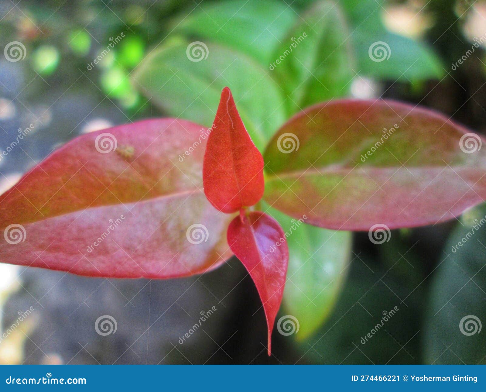 Dewadara Stock Photos - Free & Royalty-Free Stock Photos from Dreamstime