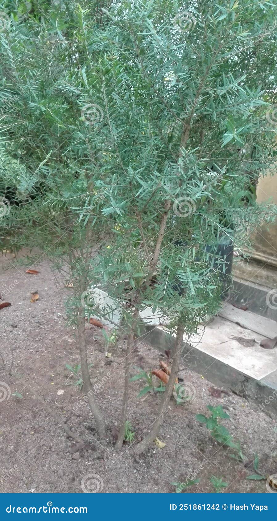 Dewadara tree in sri lanka stock photo. Image of dewadara - 251861242