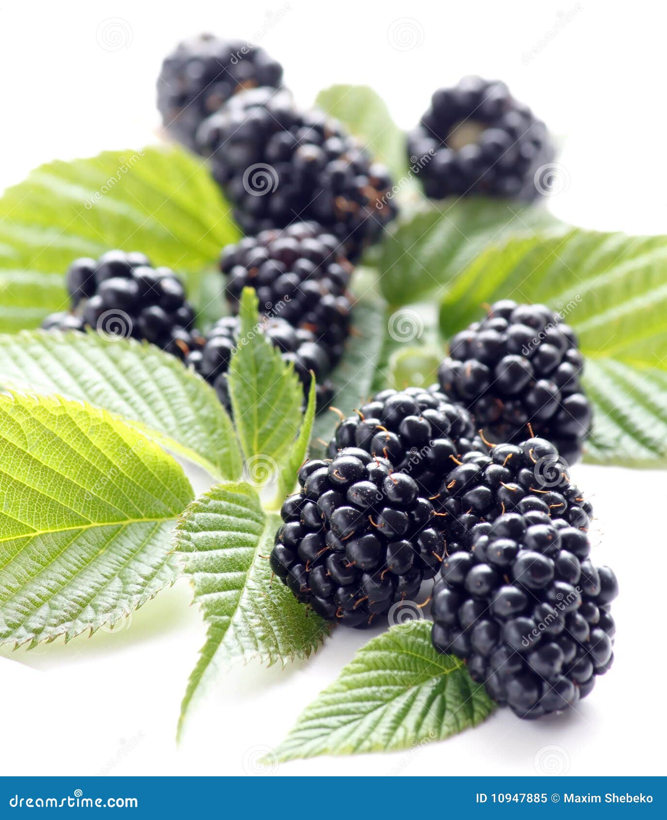 Dewberries stock image. Image of dewberry, fruit, bottle - 10947885