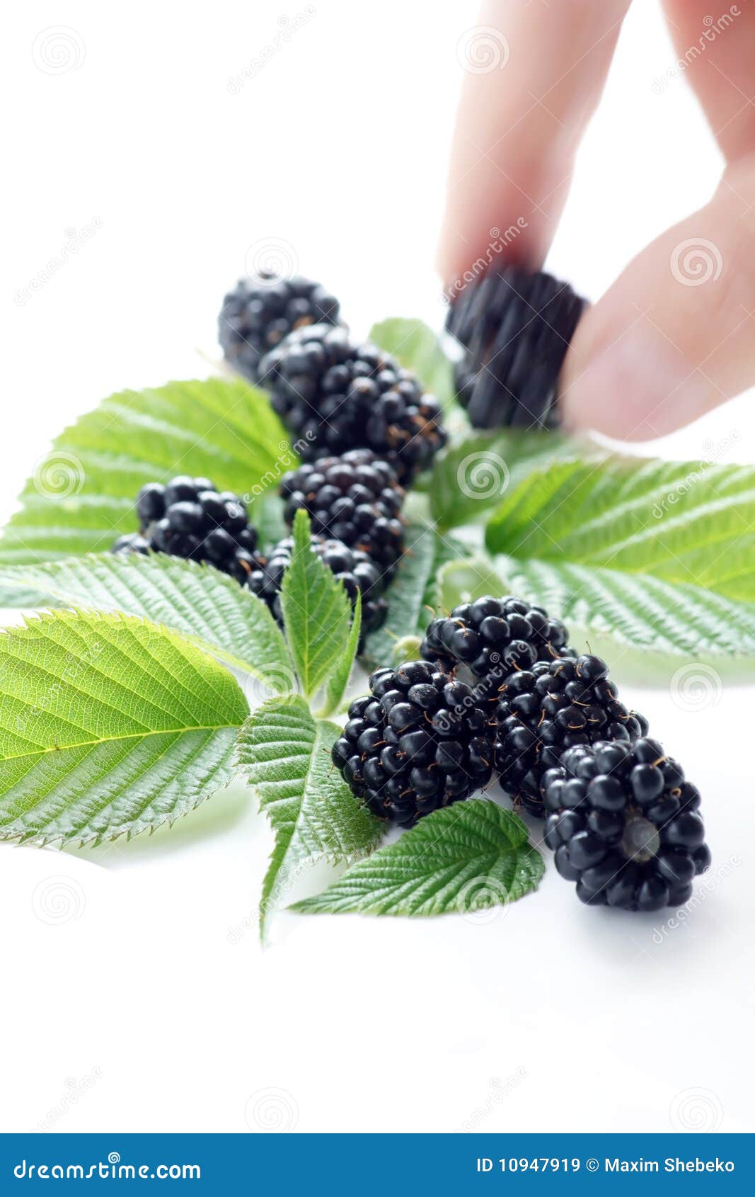 Dewberries stock image. Image of sugary, glass, vegetarian - 10947919