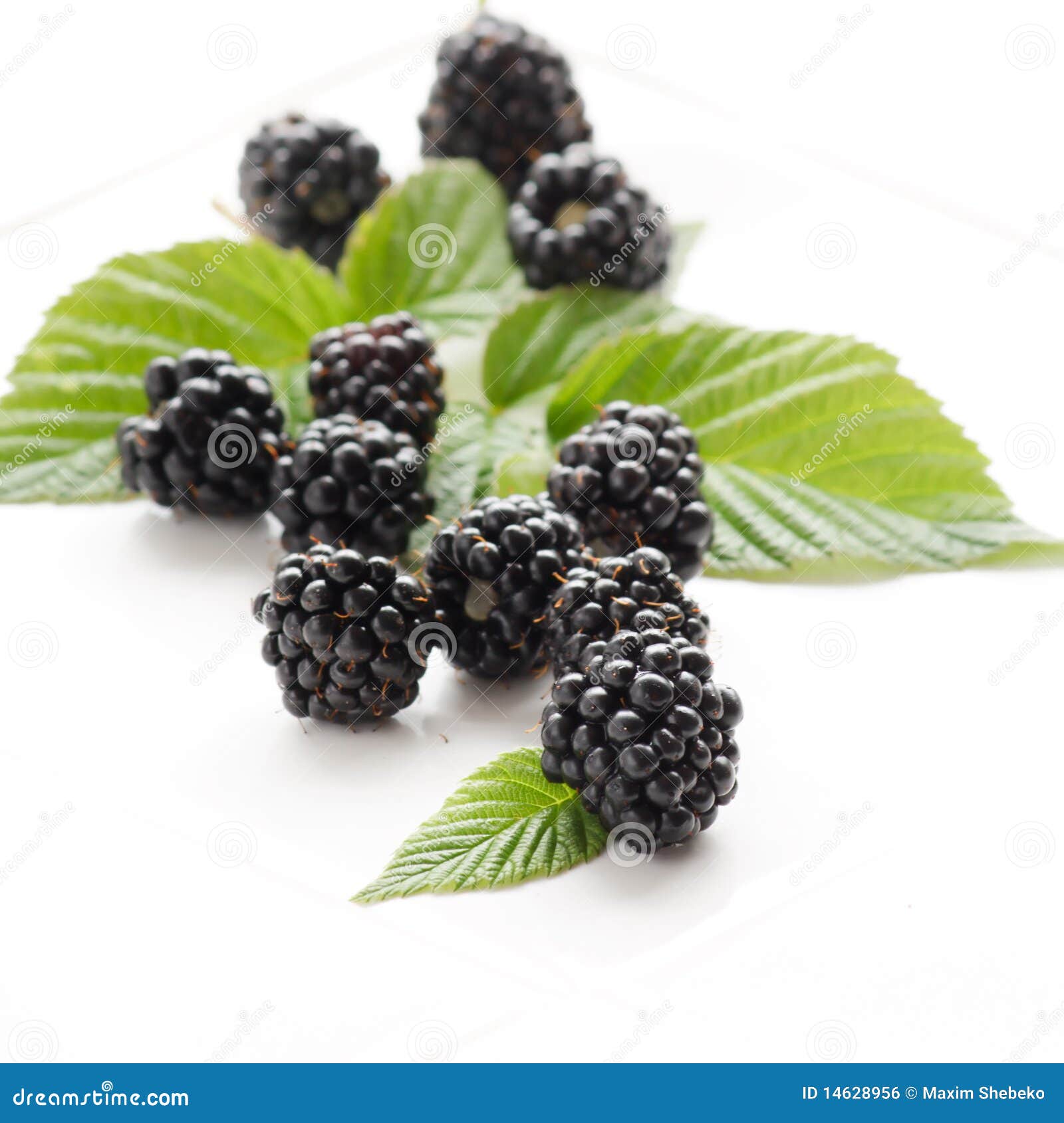 Dewberries stock photo. Image of macro, berry, bramble - 14628956