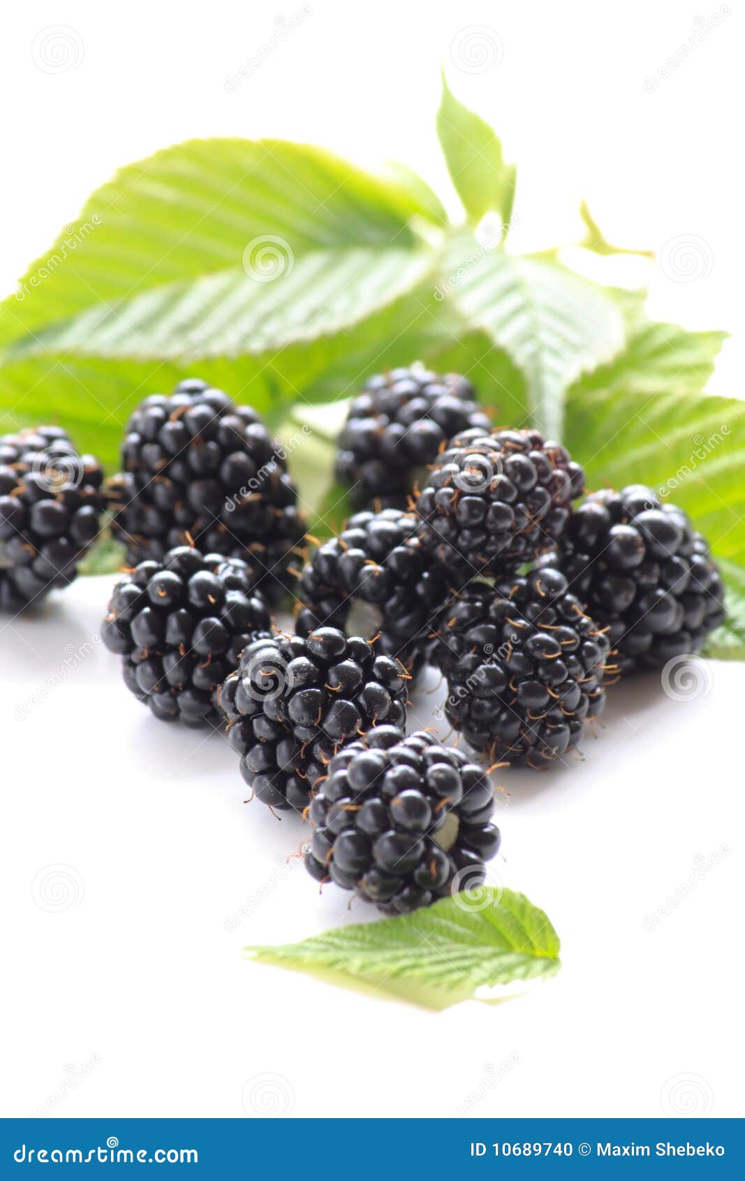 Dewberries (blackberries) stock photo. Image of sugary - 10689740