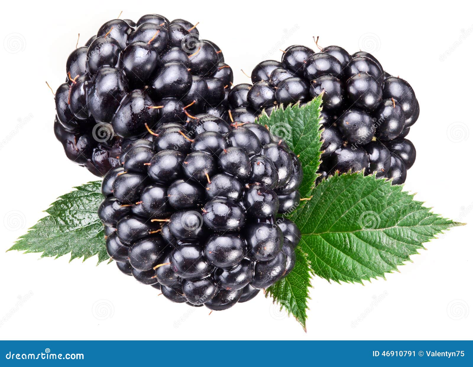 Dewberries with Leaves Isolated Over White. Stock Image - Image of ...