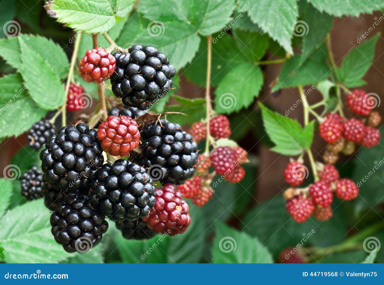 Dewberries on a shrub. stock photo. Image of gardening - 44719568