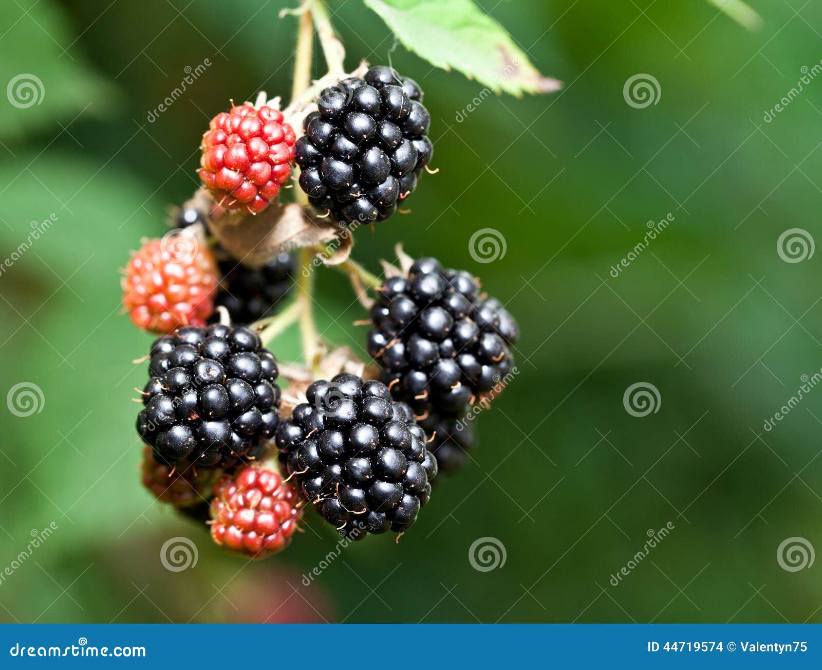 Dewberries on a shrub. stock photo. Image of fresh, shrub - 44719574