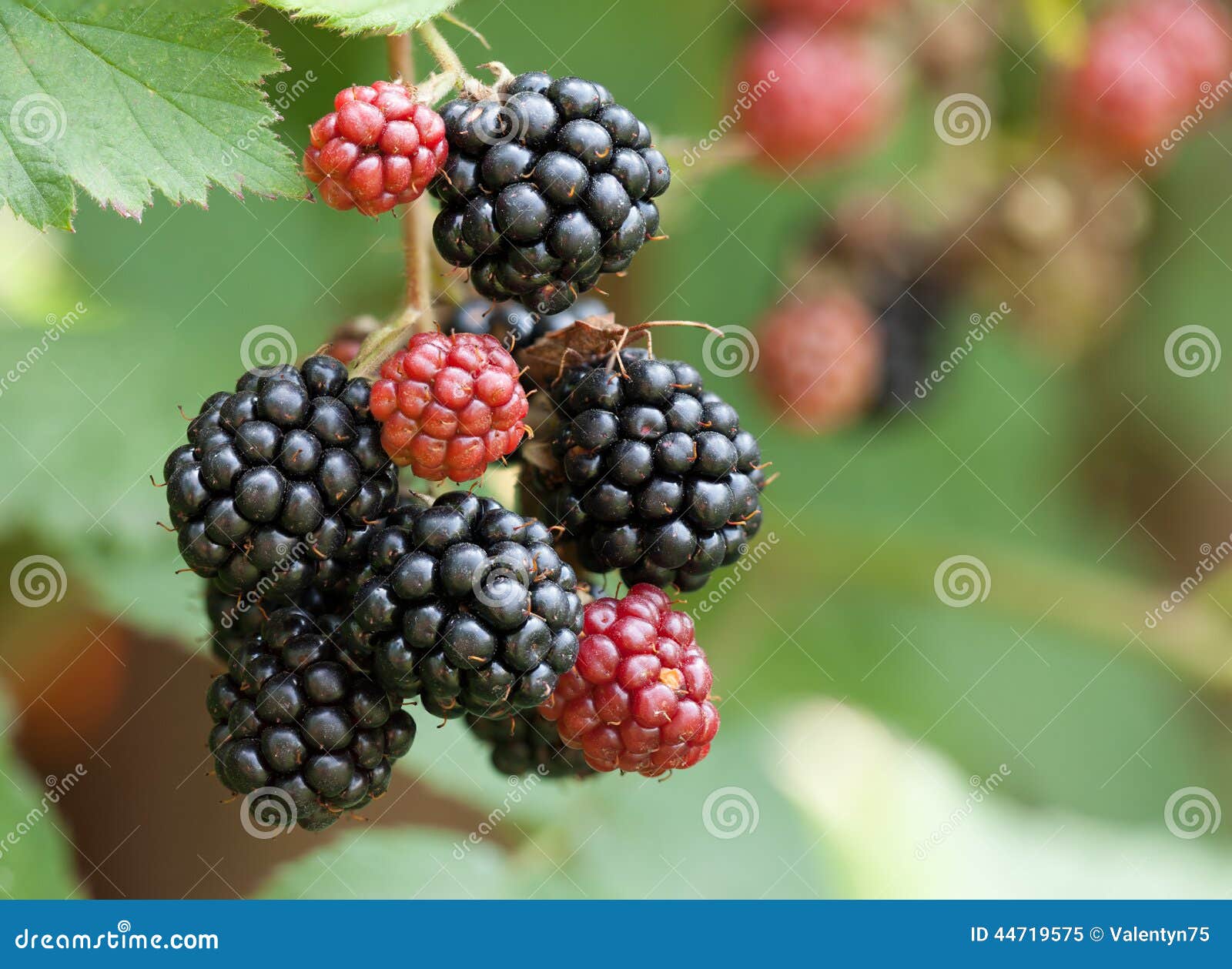 Dewberries on a shrub. stock image. Image of dewberry - 44719575