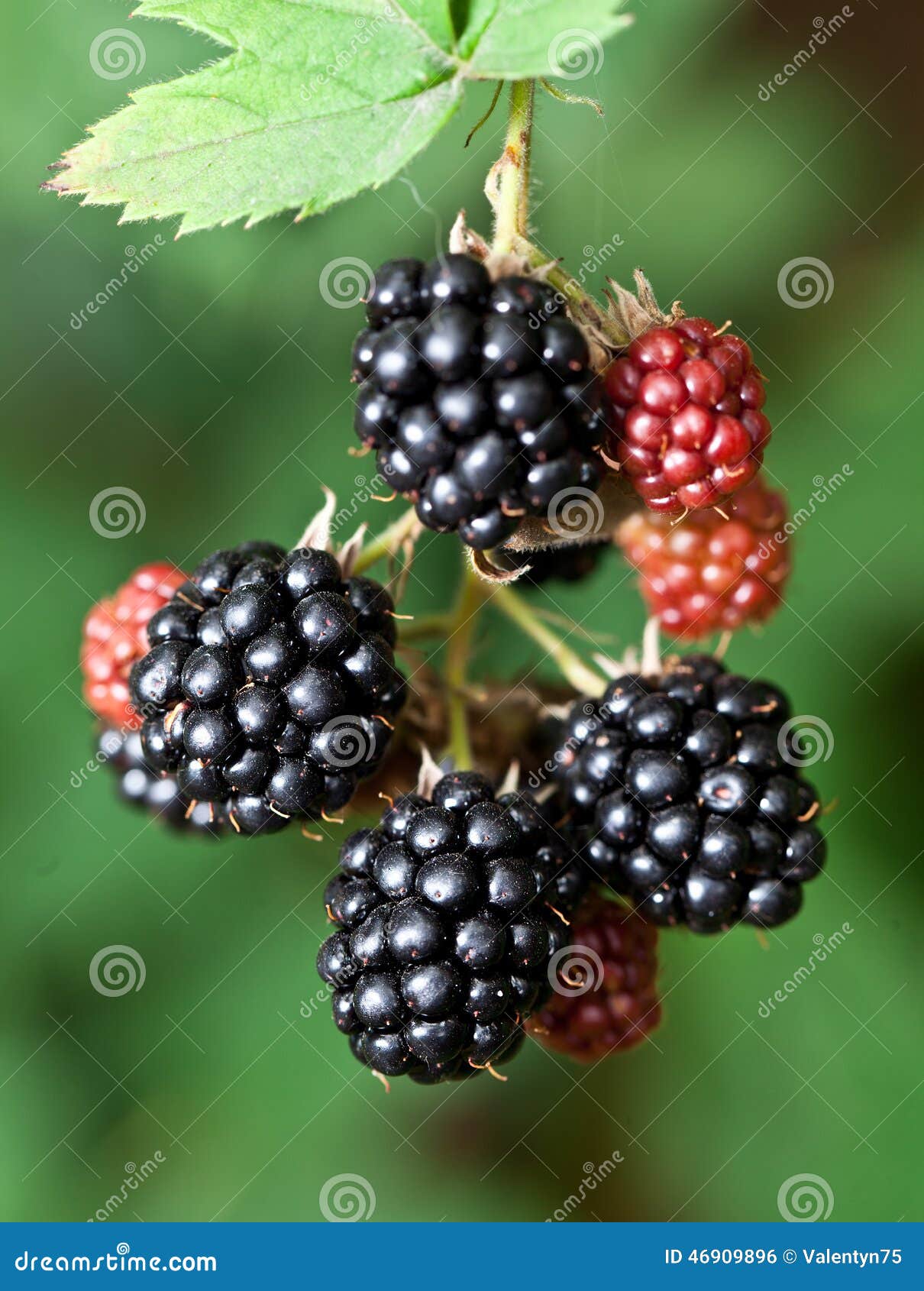 Dewberries on a shrub. stock photo. Image of fresh, food - 46909896