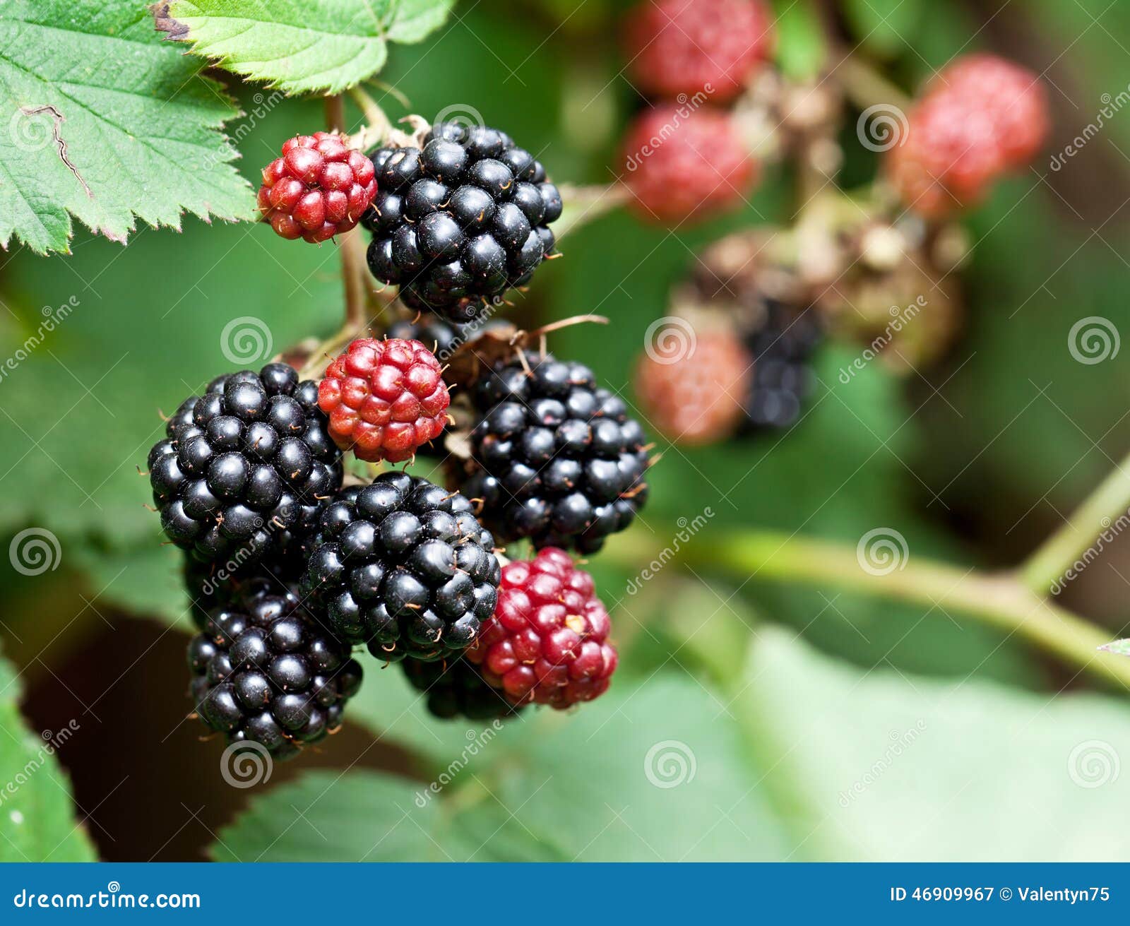 Dewberries on a shrub. stock image. Image of juicy, dessert - 46909967
