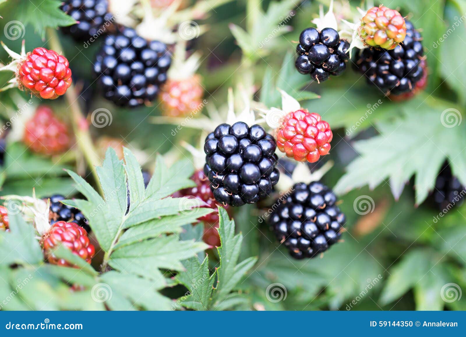 Dewberries on a Shrub. Macro Shot. Stock Photo - Image of brambles ...