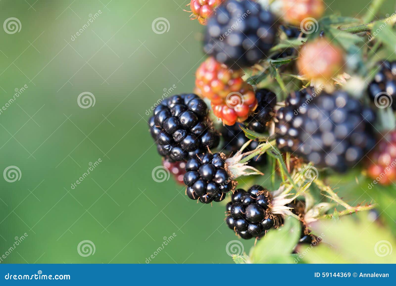 Dewberries on a Shrub. Macro Shot. Stock Image - Image of gardening ...