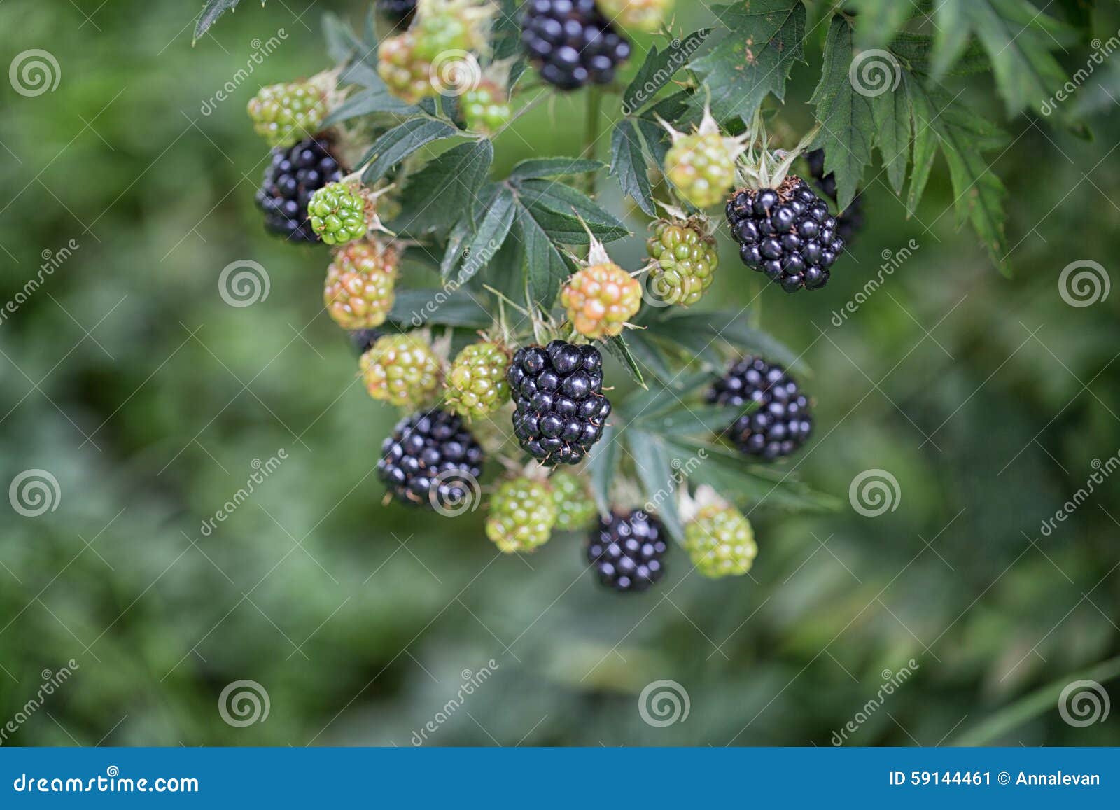 Dewberries on a Shrub. Macro Shot. Stock Image - Image of health, bush ...