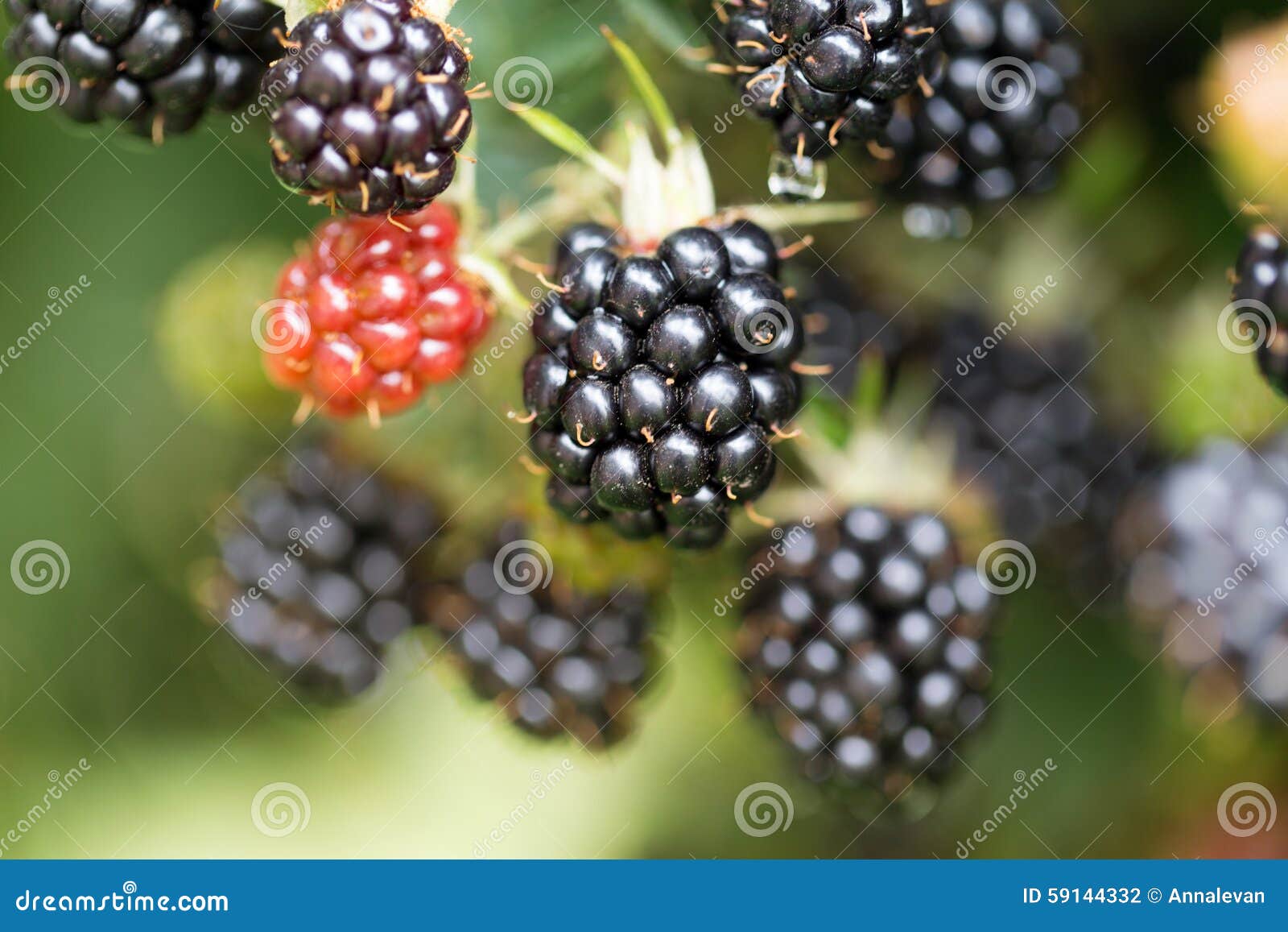 Dewberries on a Shrub. Macro Shot. Stock Photo - Image of fruit ...