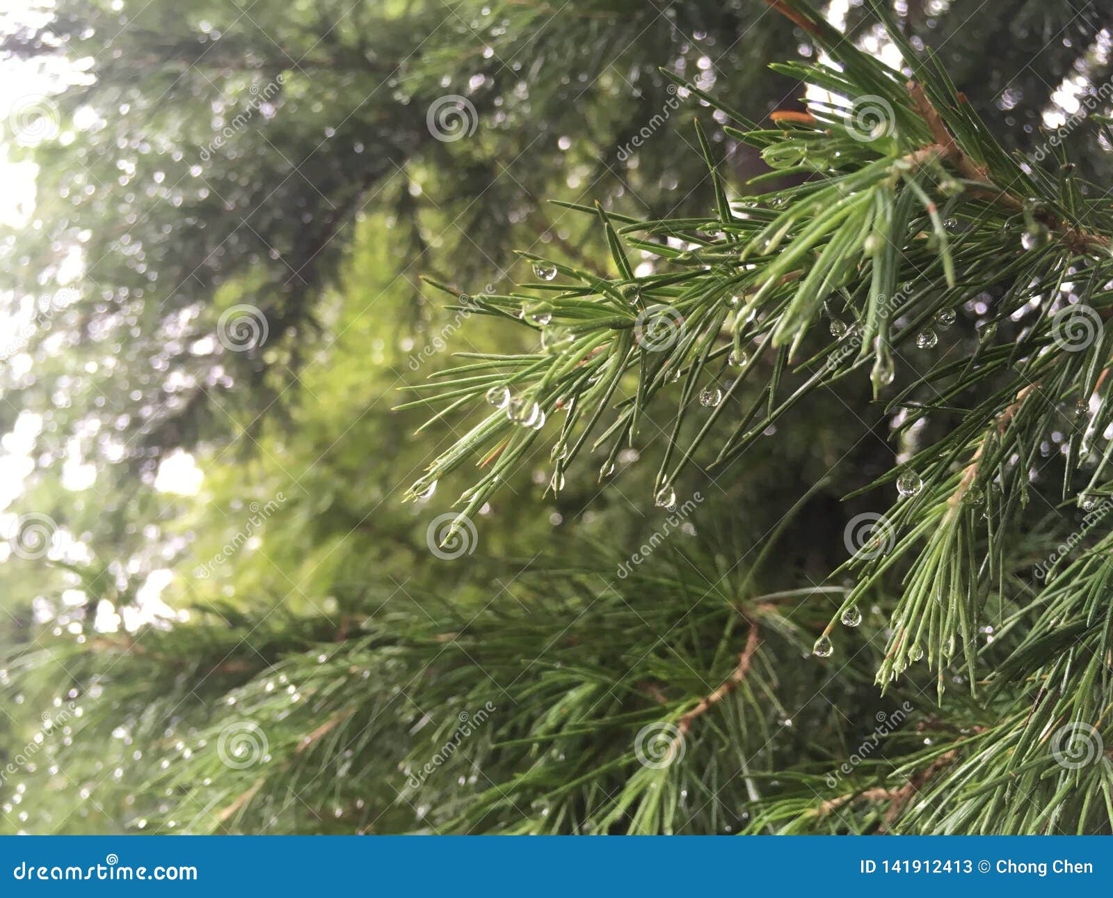 Dewdrop on Pine Tree Leaves Stock Image - Image of plant, dewdrops ...