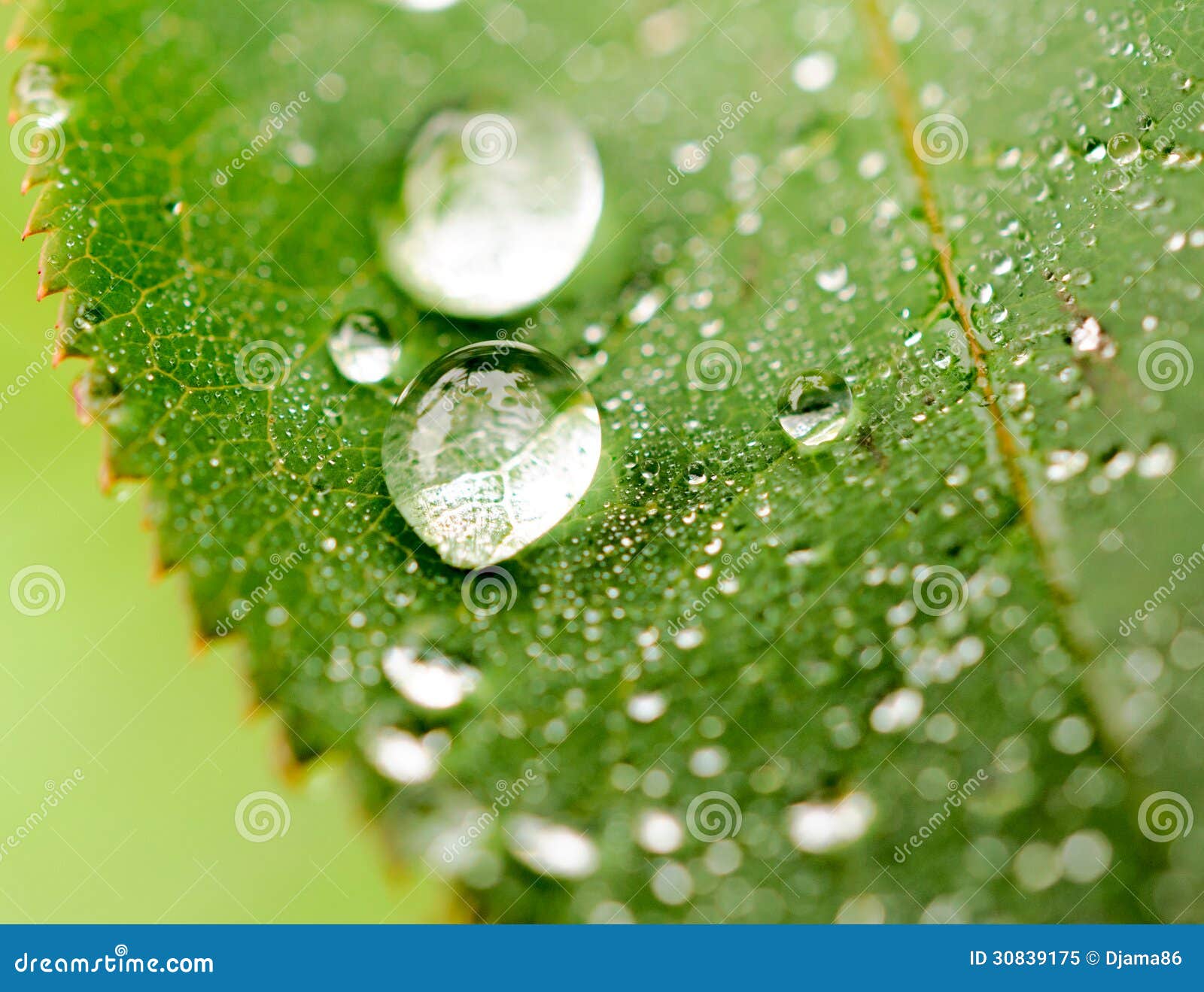 Dewdrop stock image. Image of outdoor, macro, flourishing - 30839175