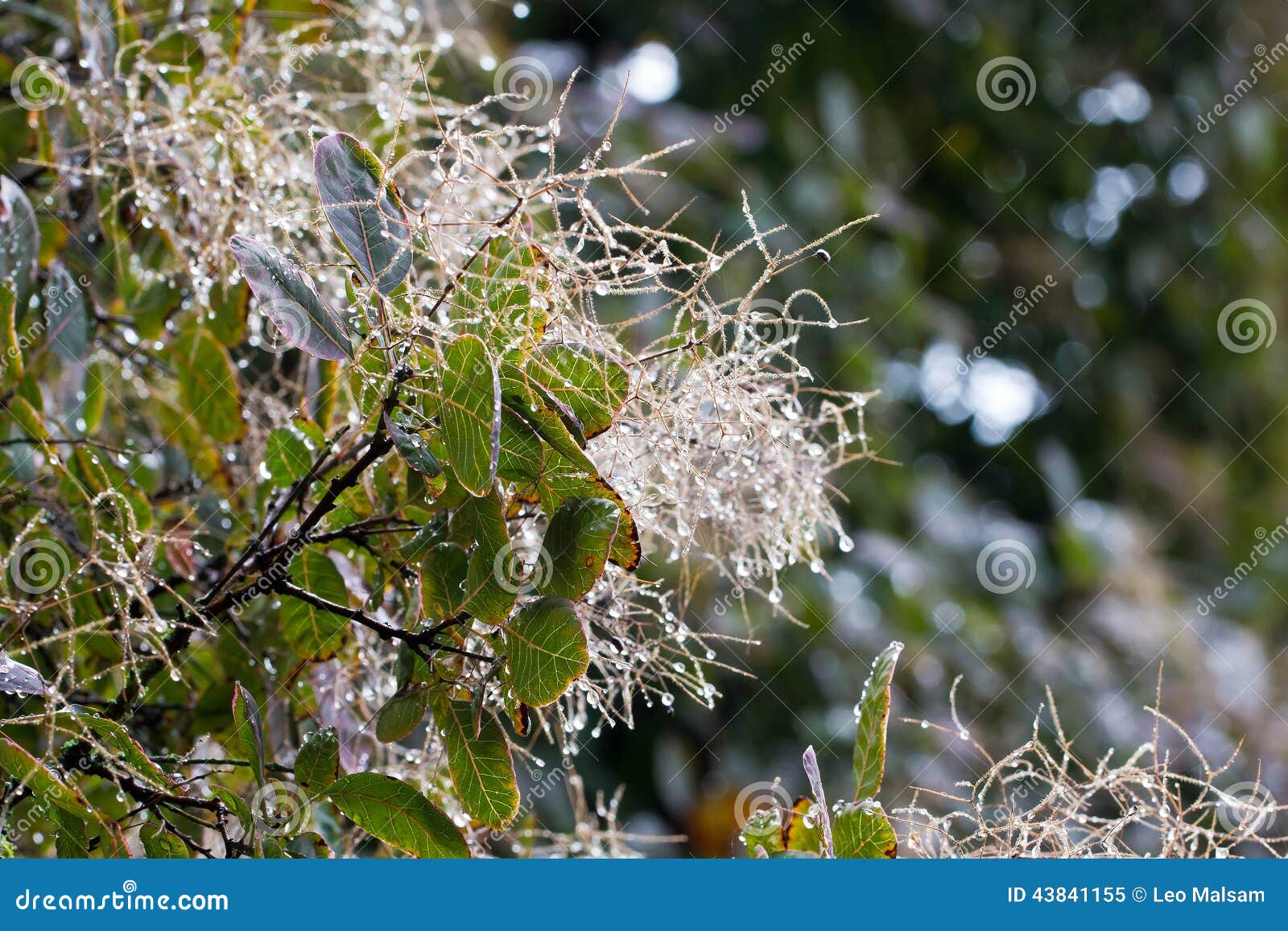 Dewdrop stock image. Image of light, branches, green - 43841155