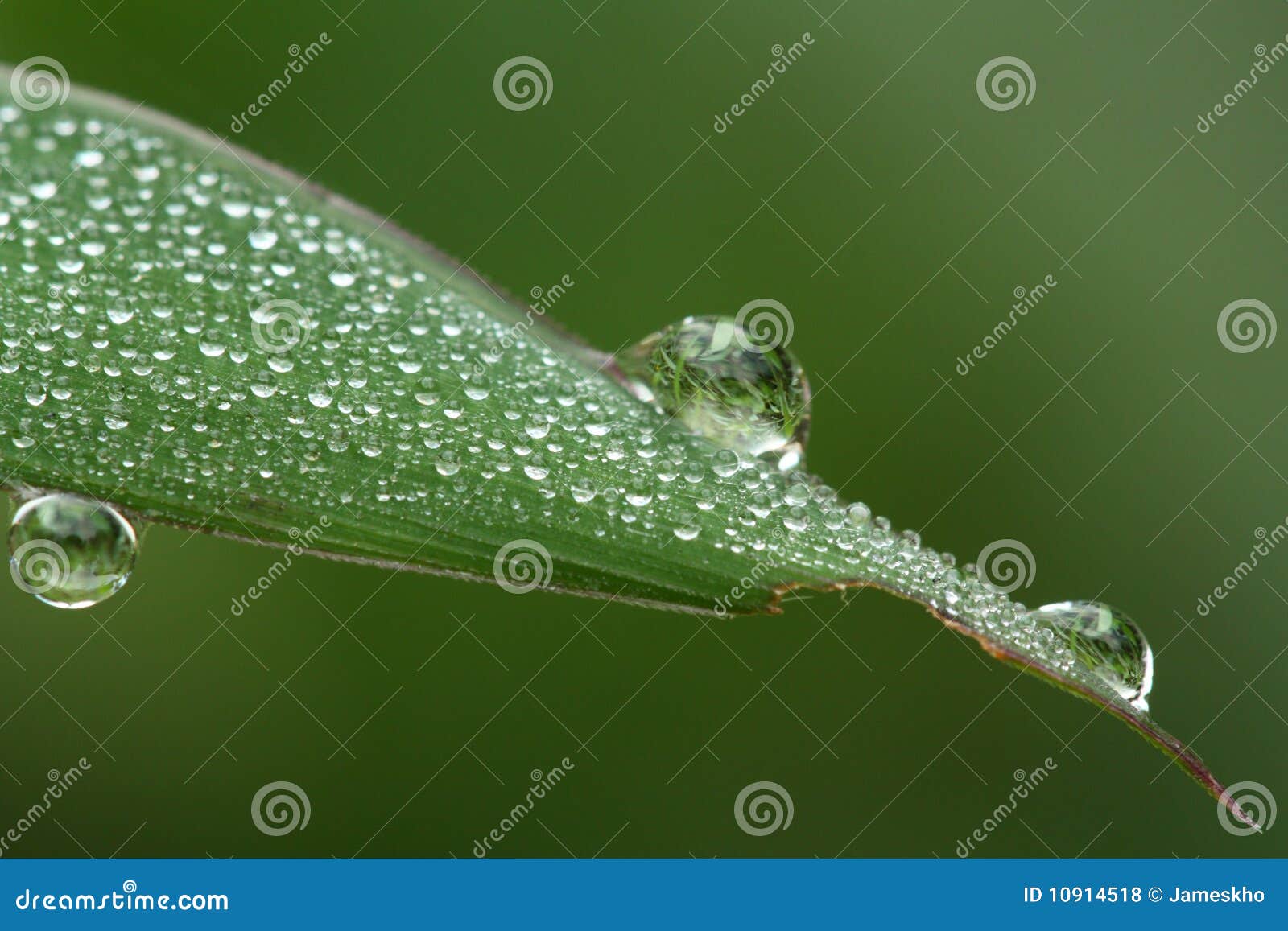 Dewdrops stock photo. Image of environment, illuminate - 10914518