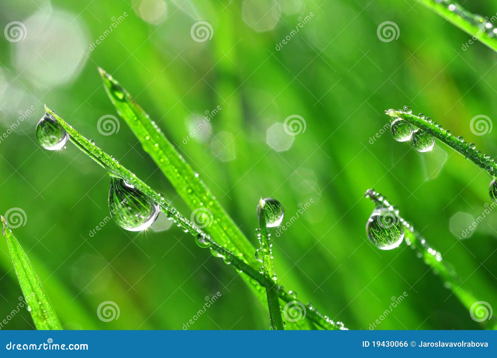 Dewdrops stock photo. Image of life, grass, rain, environmental - 19430066