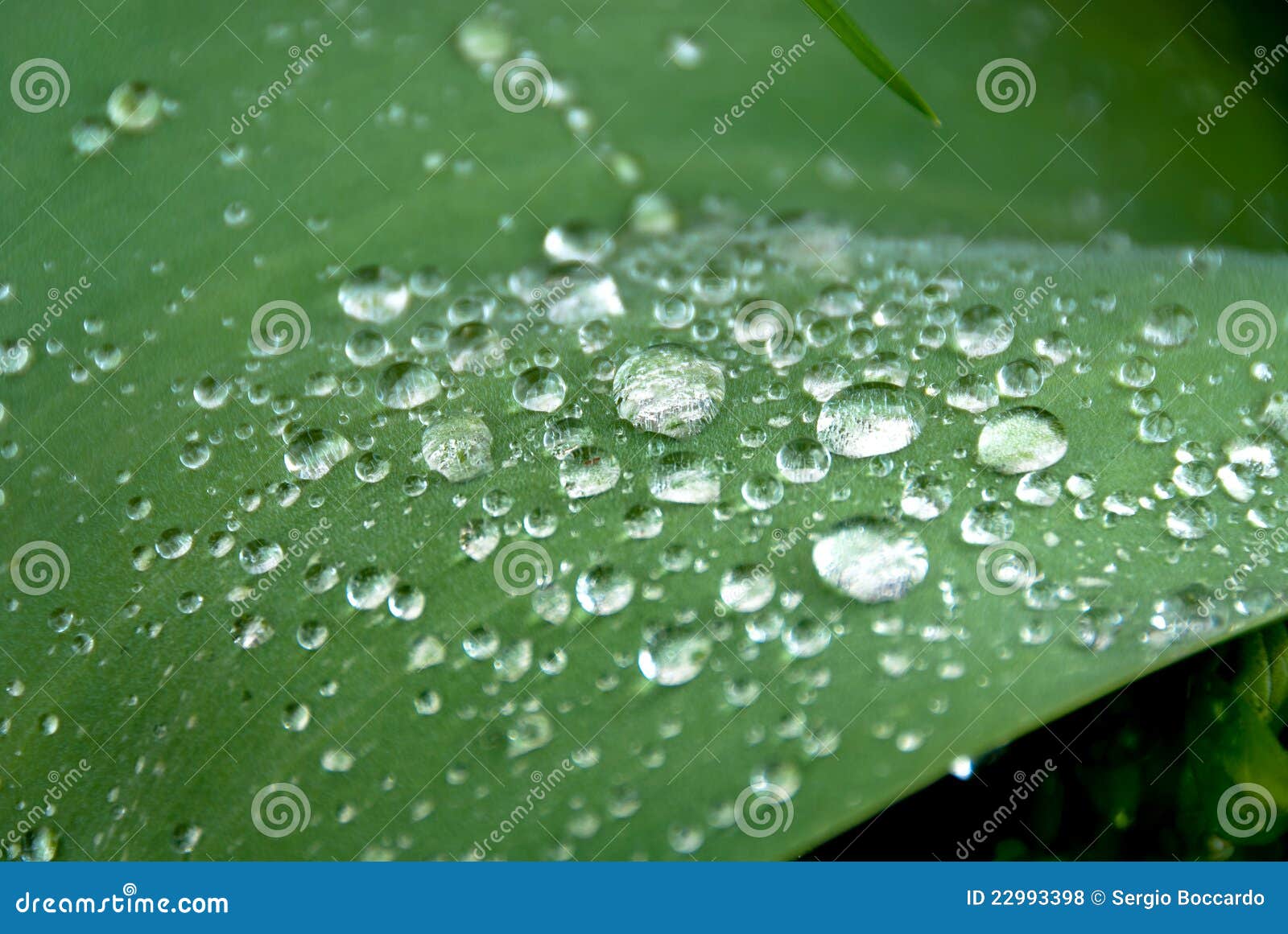 Dewdrops stock photo. Image of leaf, cold, humidity, morning - 22993398