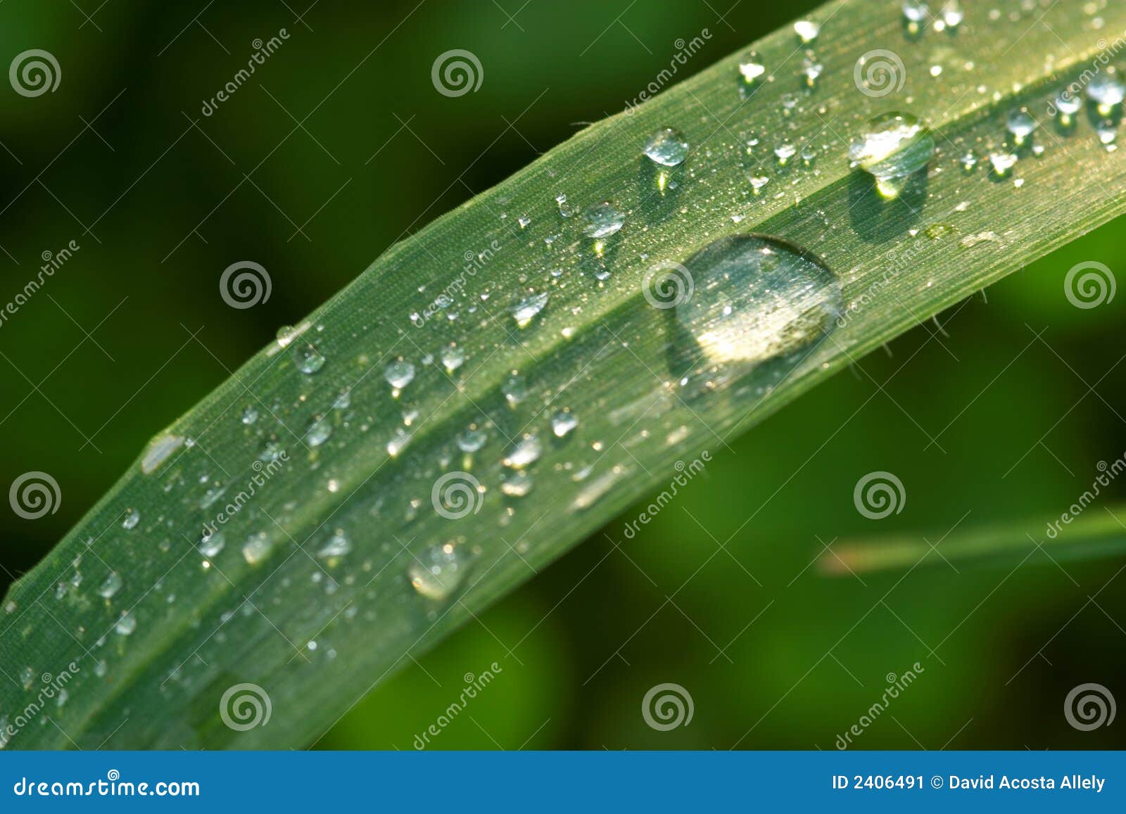 Dewdrops stock image. Image of detail, closeup, leaves - 2406491